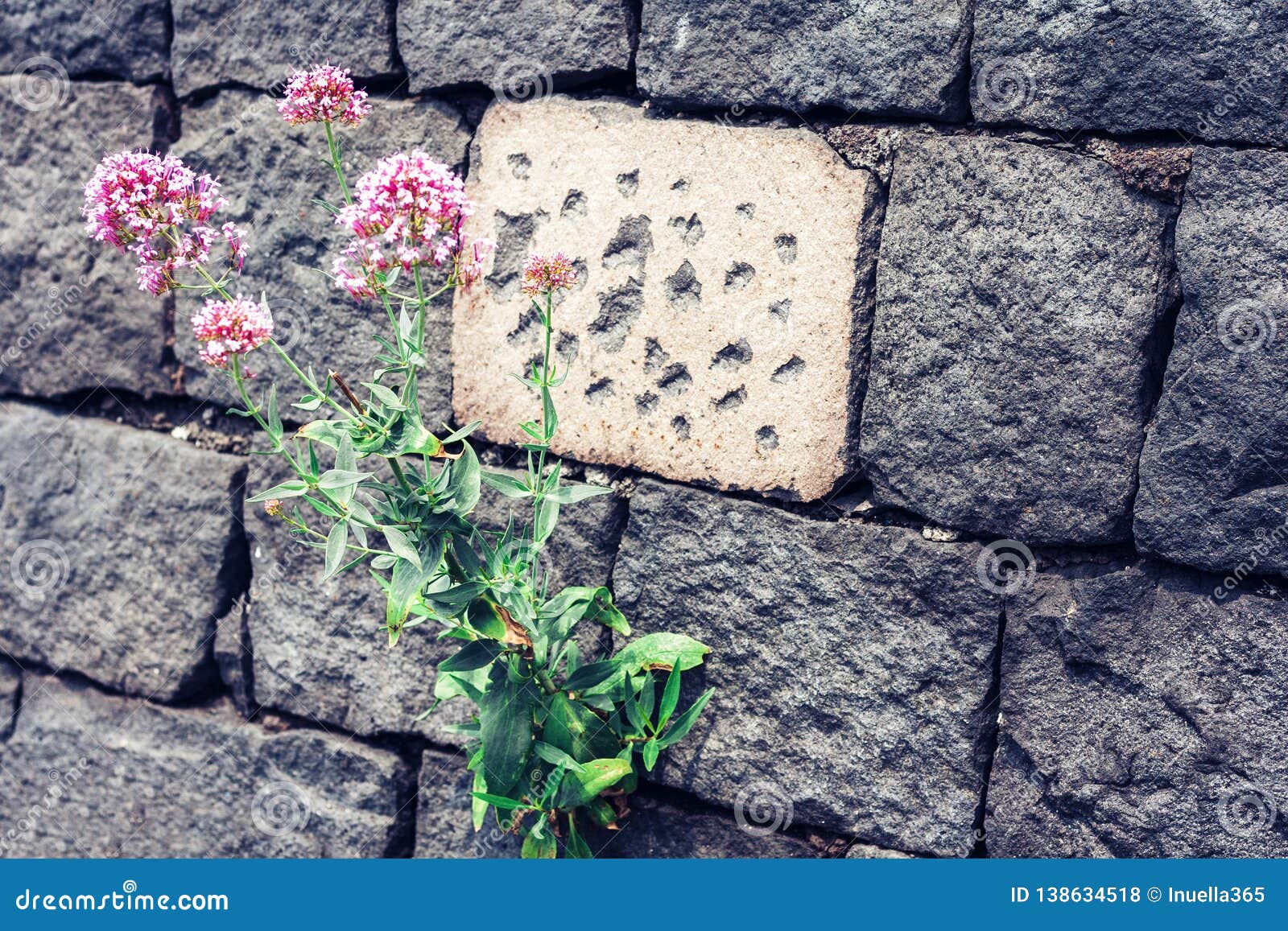 Flowers on the Stone Brick Wall Stock Photo - Image of field, moss ...