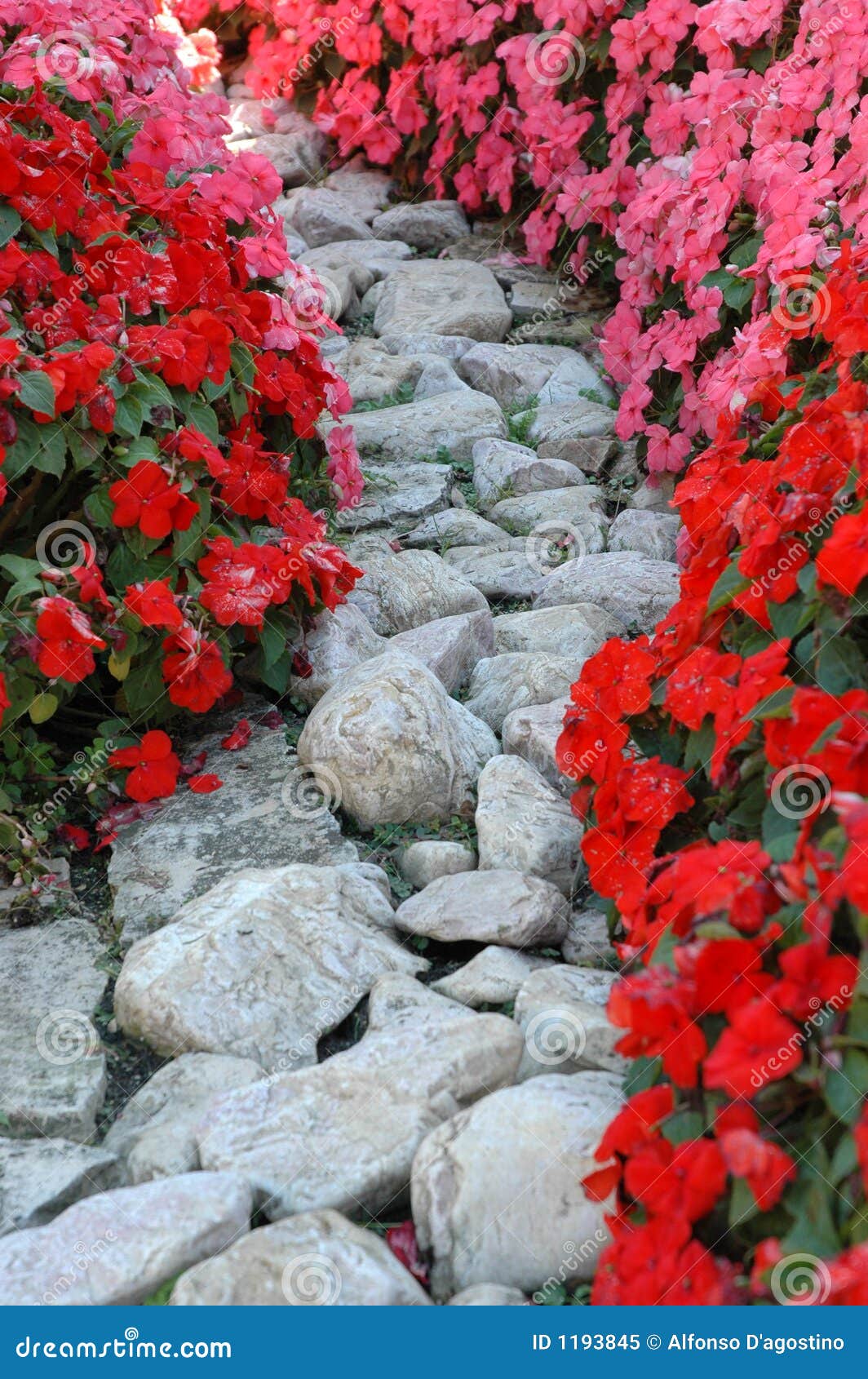 Flowers and stones stock image. Image of stone, delicate - 1193845