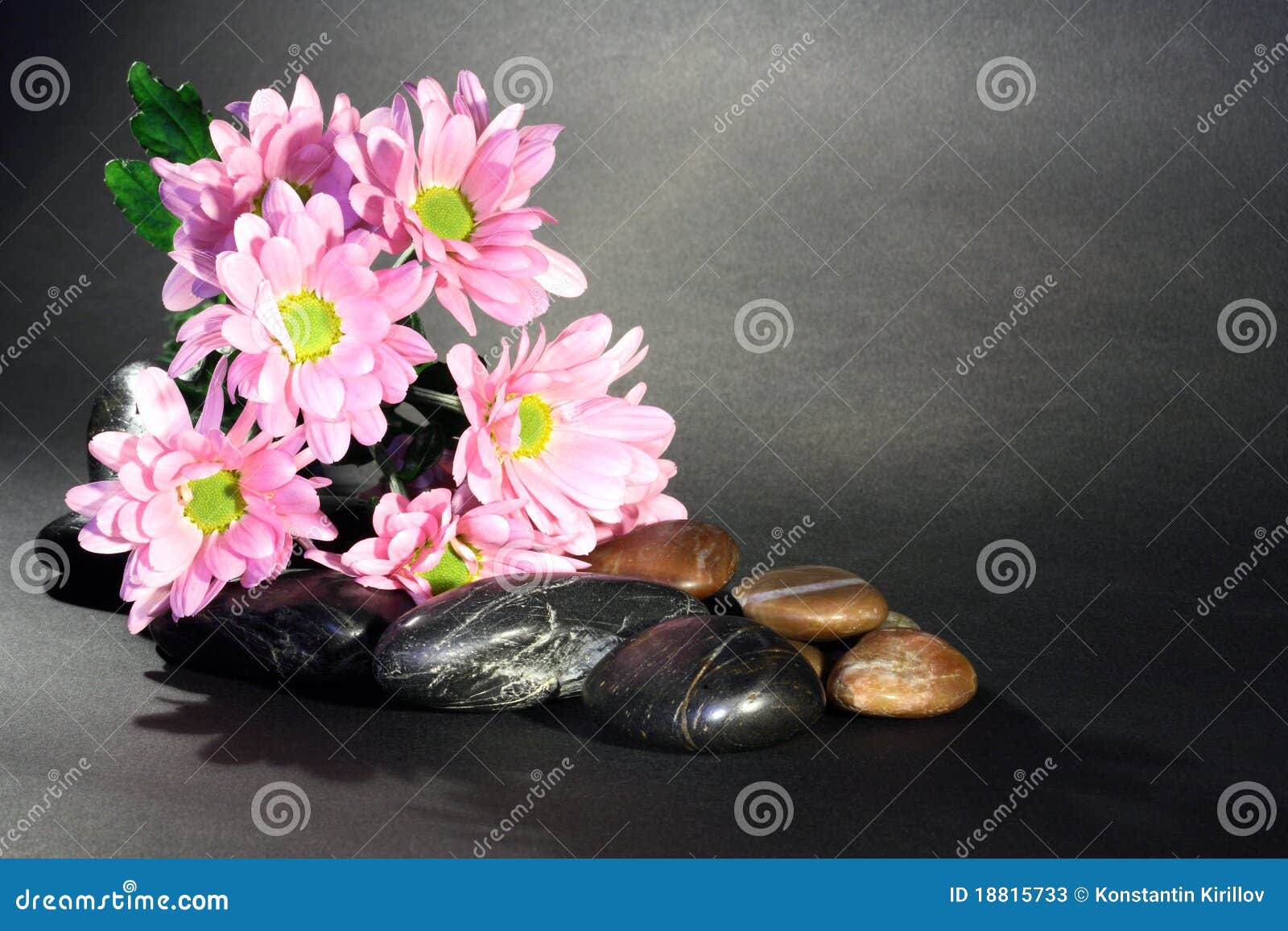 Flowers and Stones stock image. Image of chrysanthemum - 18815733