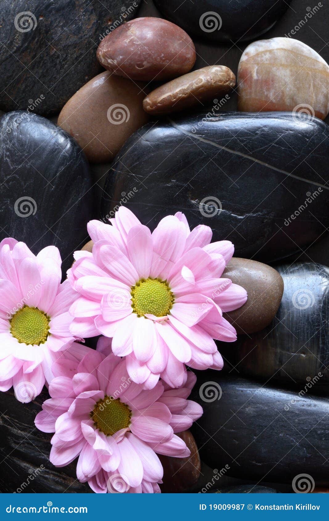 Flowers on Stones stock image. Image of stone, plant - 19009987