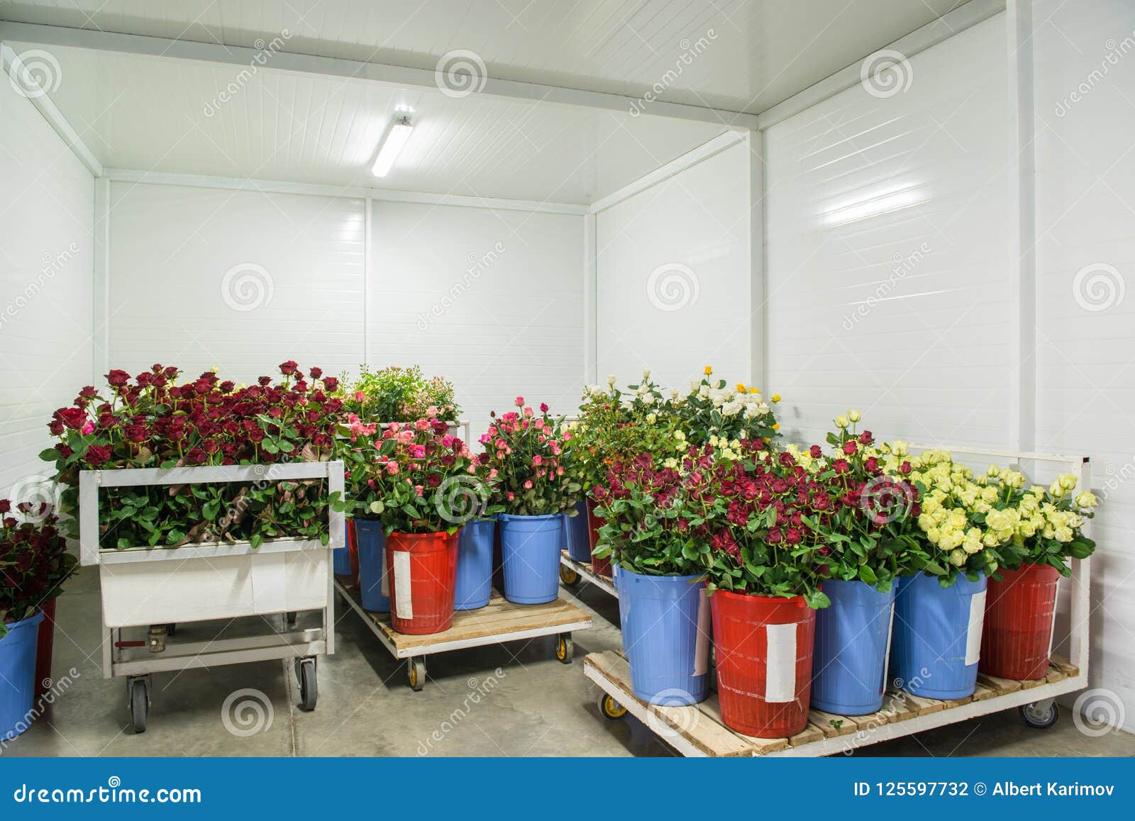 Flowers in storage stock photo. Image of large, indoor - 125597732
