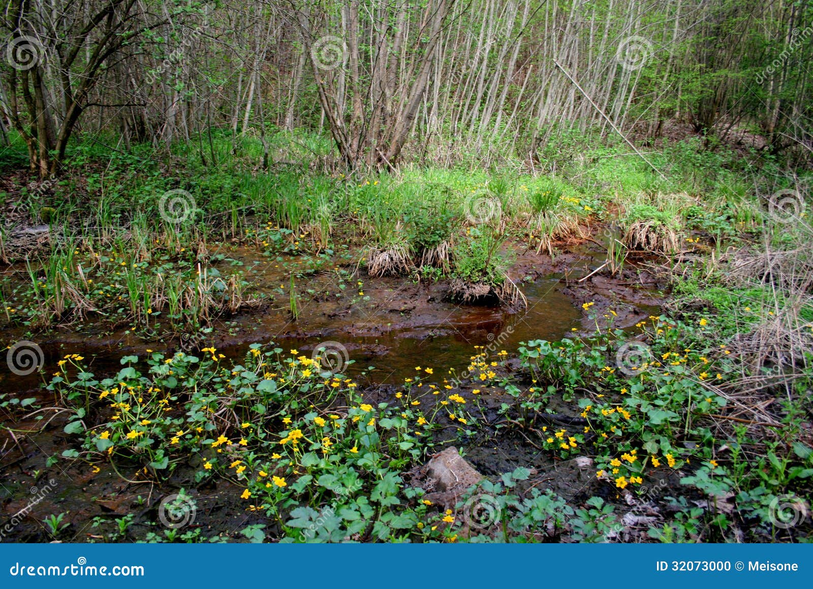 Flowers by the stream stock photo. Image of summer, spring - 32073000