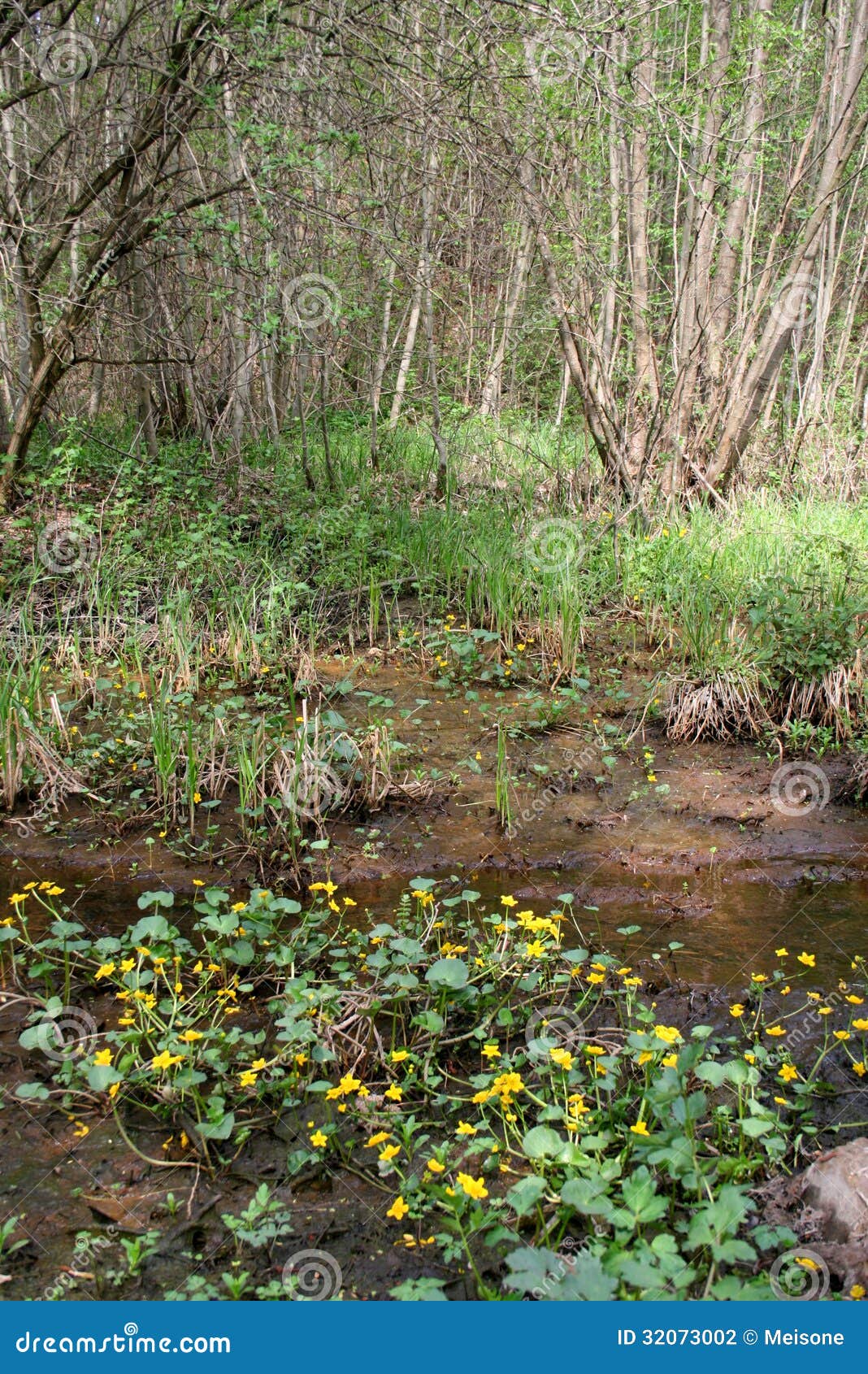 Flowers by the stream stock photo. Image of flowers, petal - 32073002