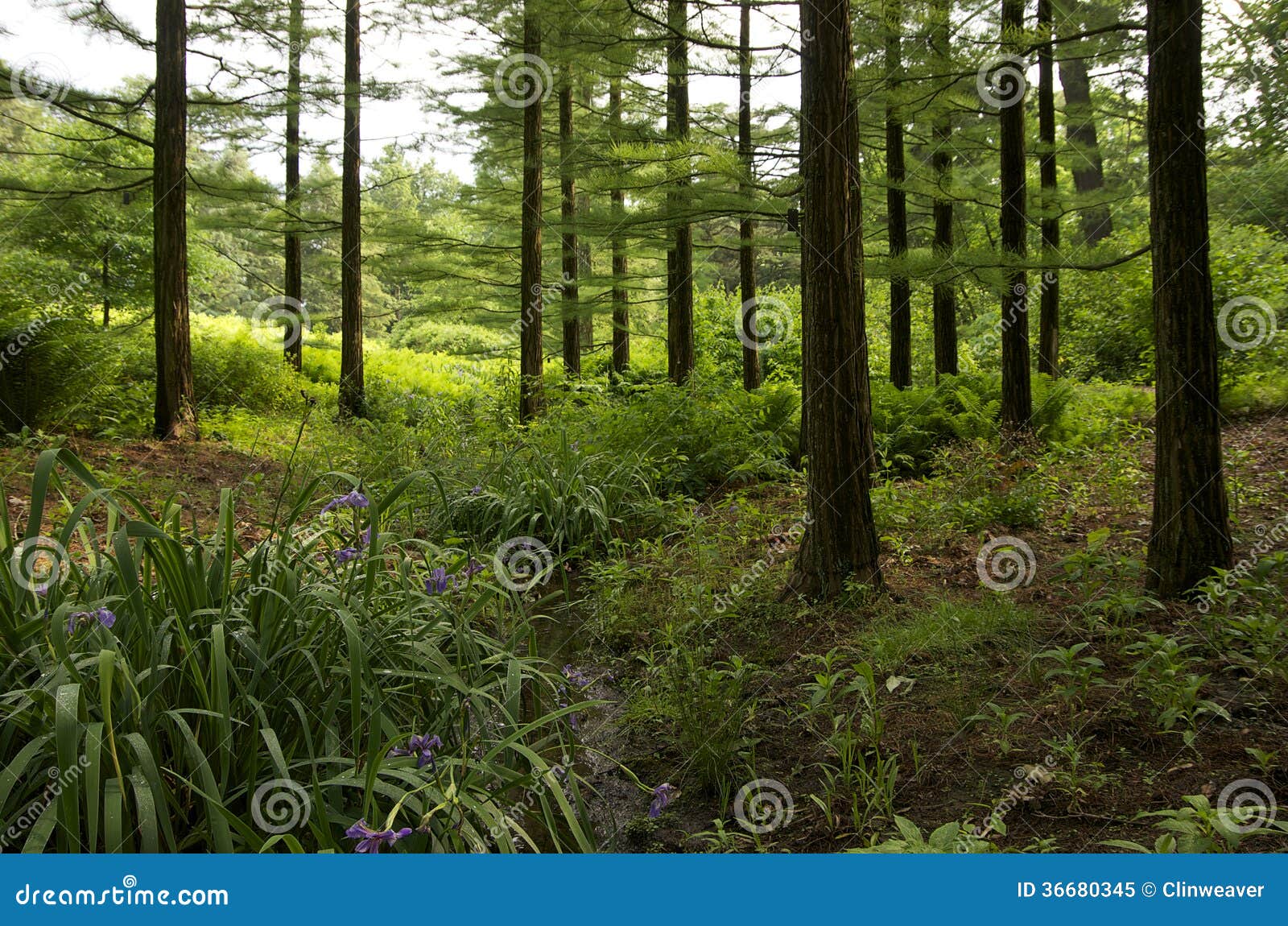 Flowers beside a Stream in the Forest Stock Image - Image of woods ...