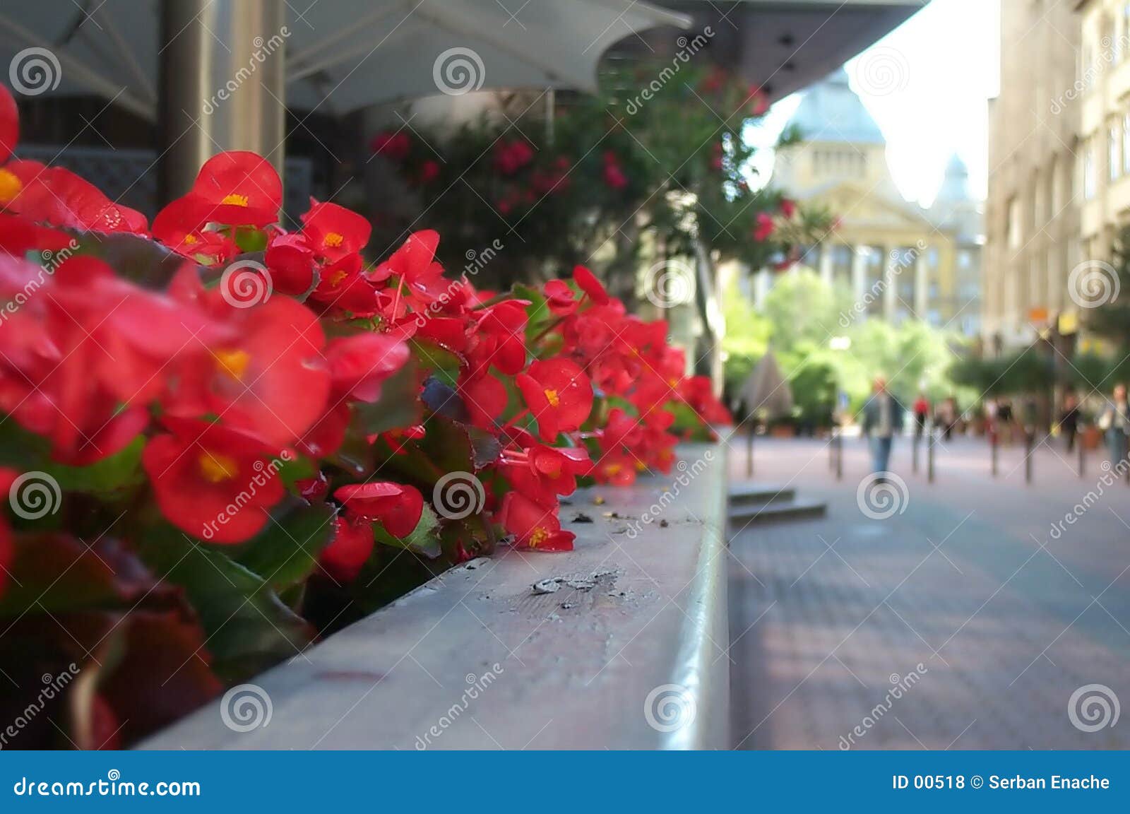 Flowers on street stock photo. Image of sharp, urban, walking - 518