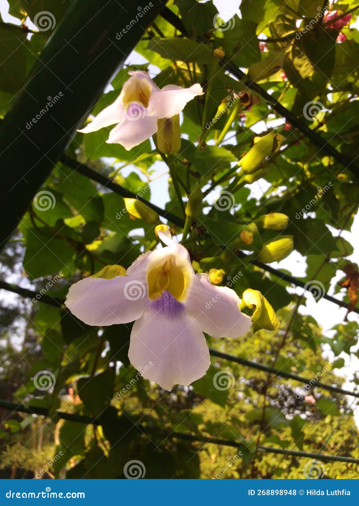 Flowers in Summer in February Very Bright Stock Photo - Image of summer ...
