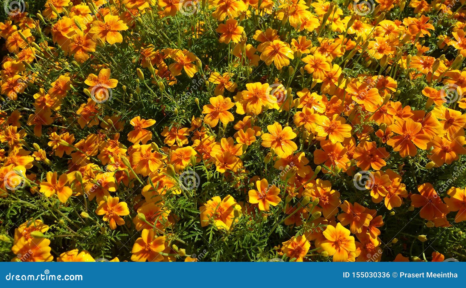 Budding Mini Marigold stock photo. Image of flowers - 155030336