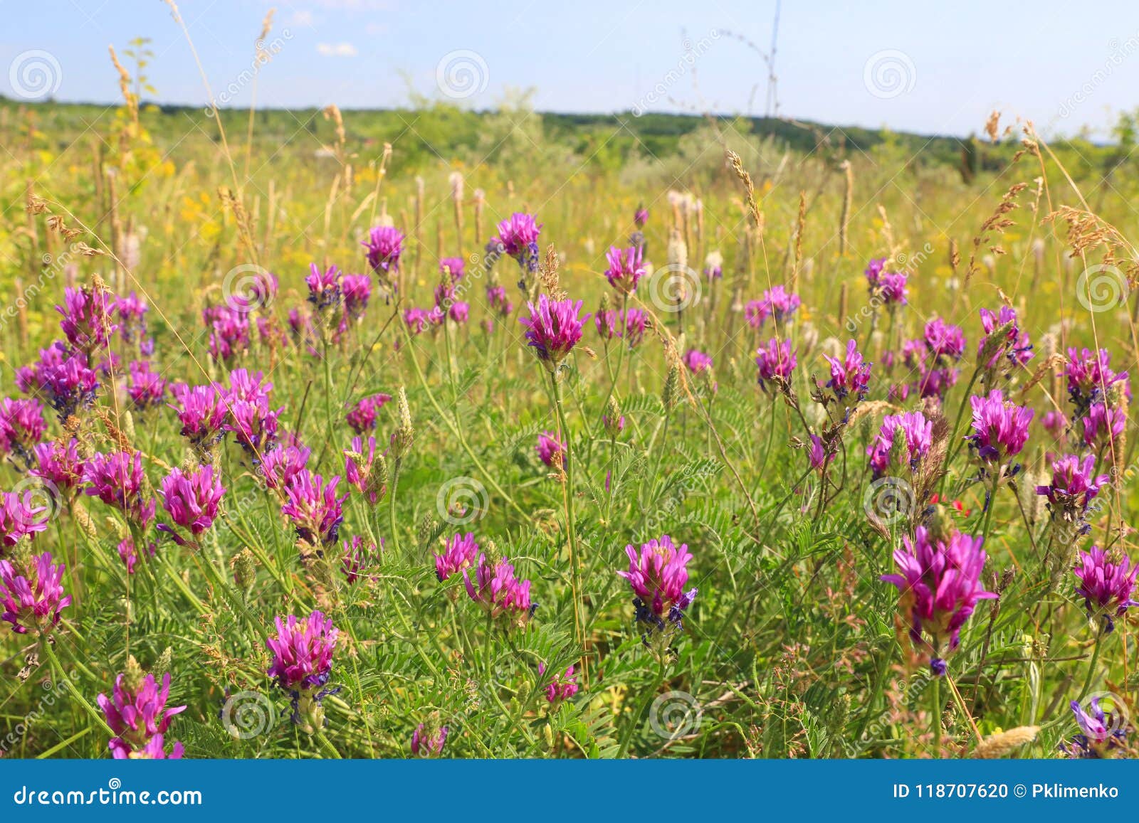 Flowers summer meadow stock photo. Image of flower, background - 118707620