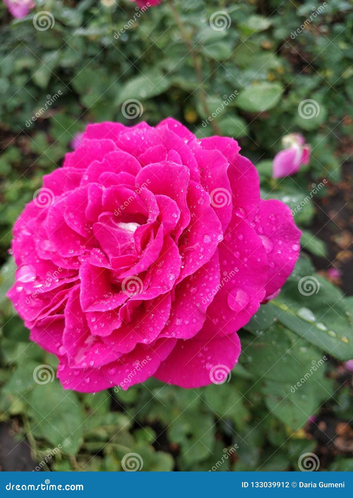 Rose stock photo. Image of flower, summer, rose, flowers - 133039912