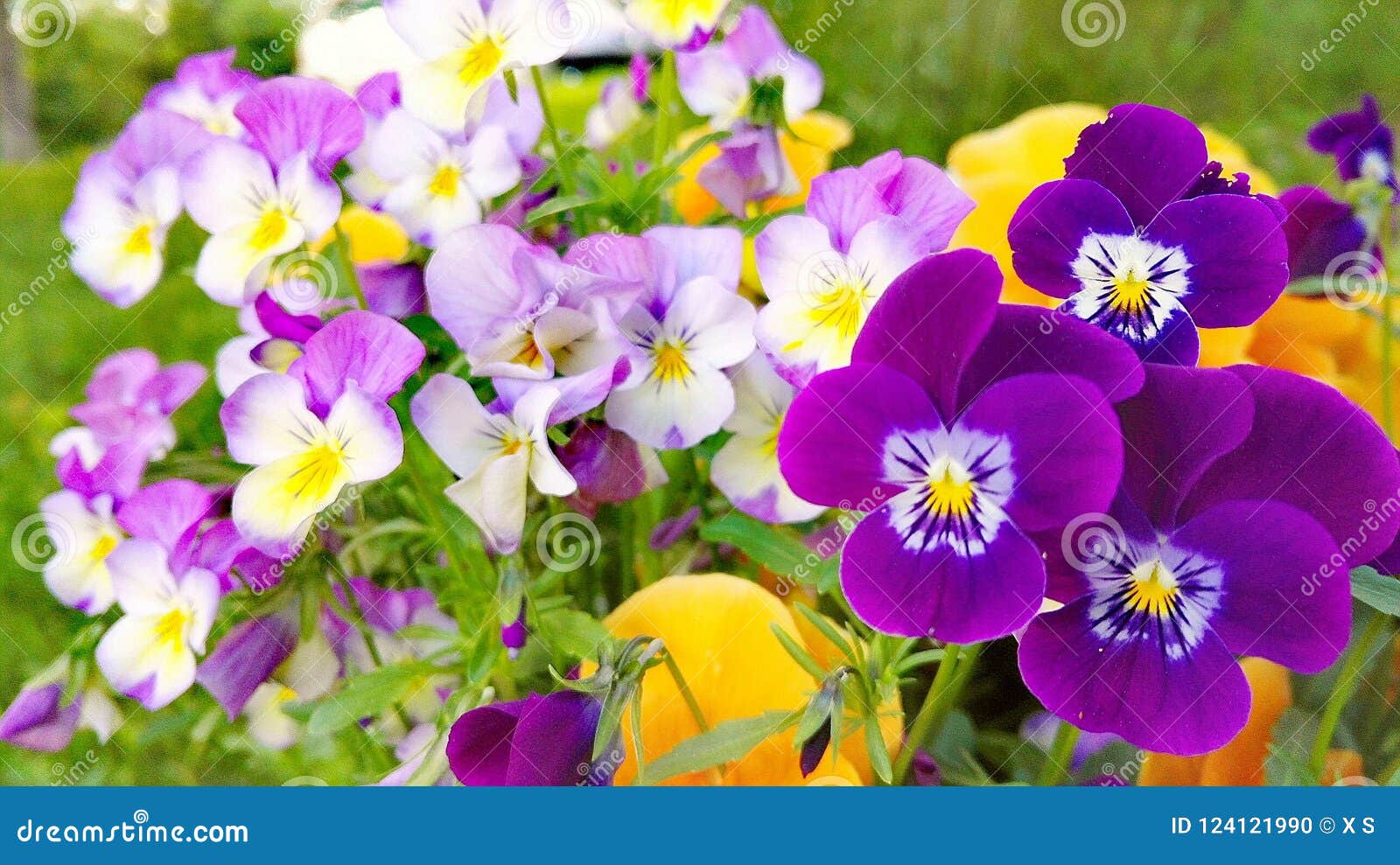 Flowers in summer time stock photo. Image of flowers - 124121990
