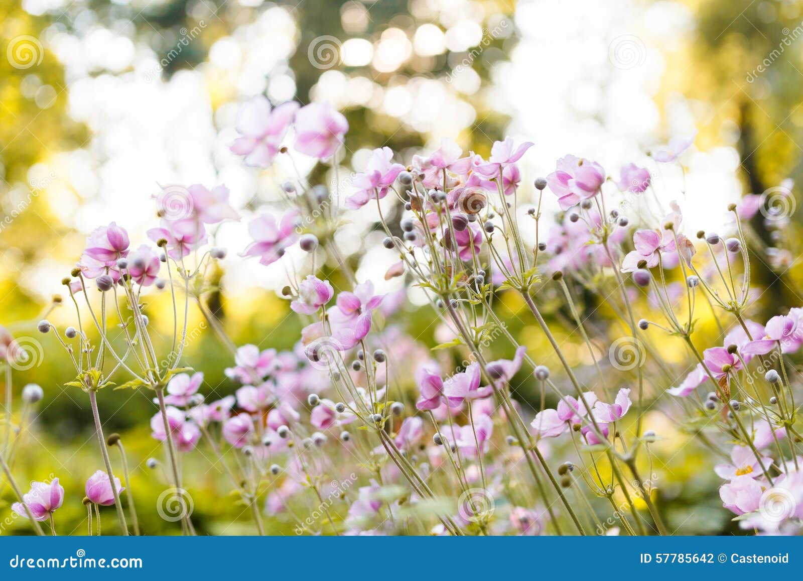 Flowers at summer time stock photo. Image of flowers - 57785642