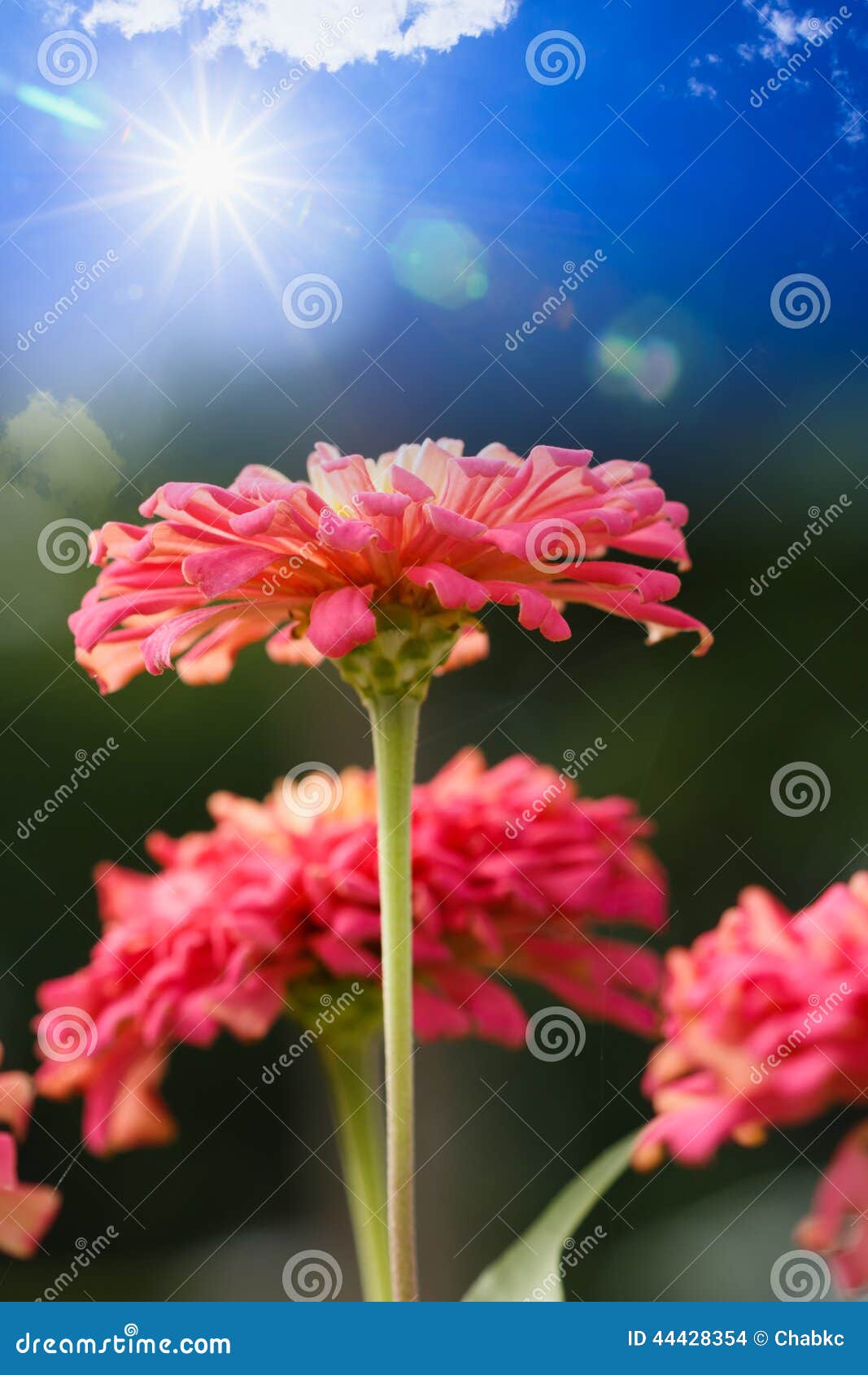 Flowers with sun radiation stock photo. Image of beautiful - 44428354