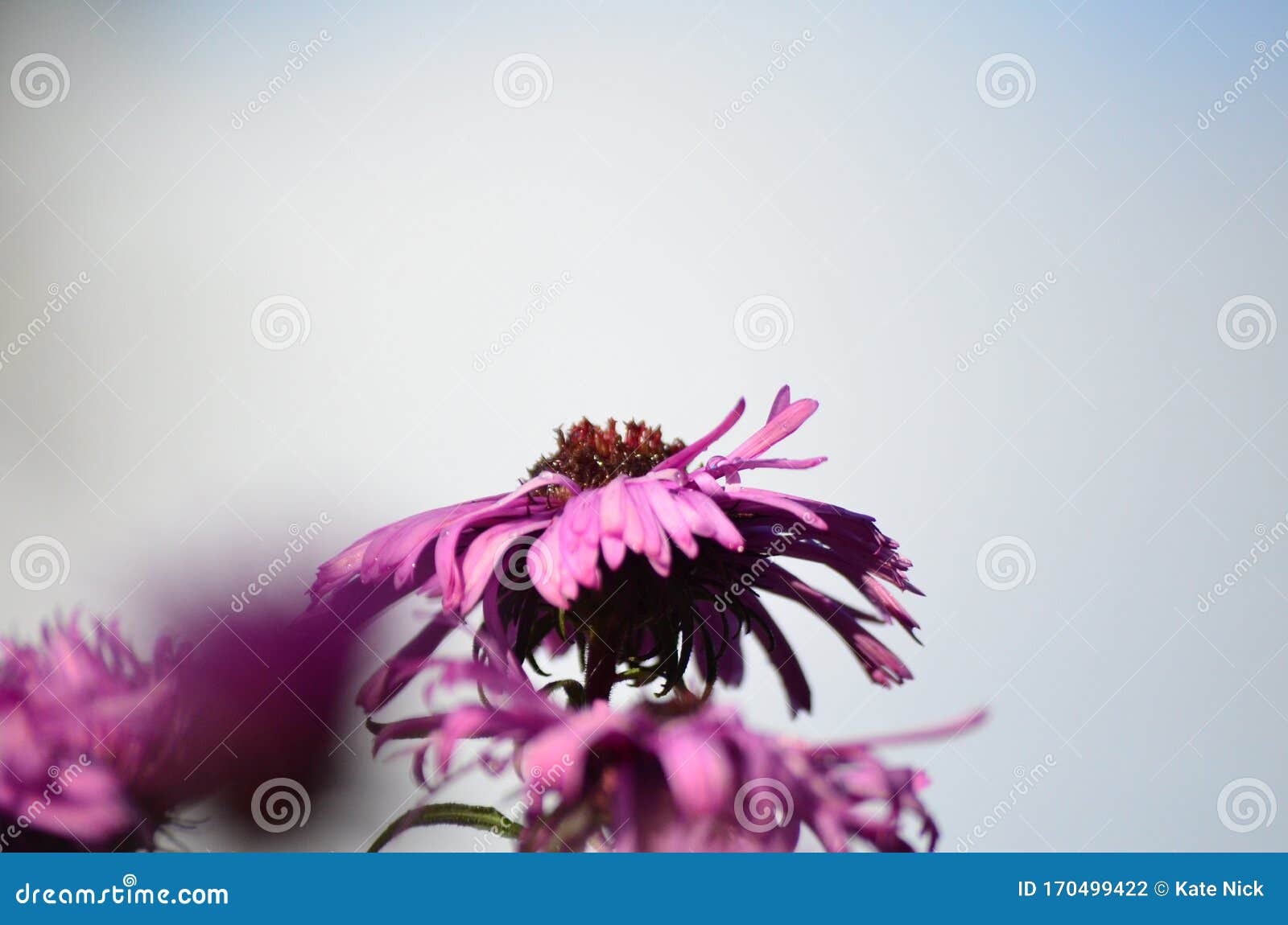 Flowers in the Sun after a Thunderstorm Stock Photo - Image of flower ...