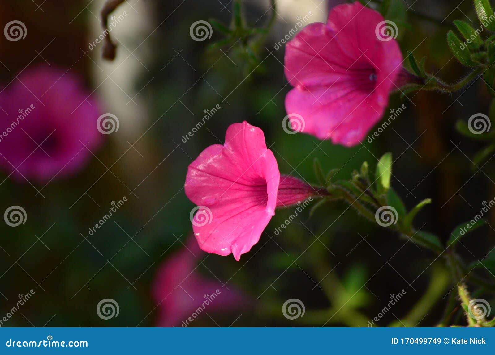 Flowers in the Sun after a Thunderstorm Stock Image - Image of ...
