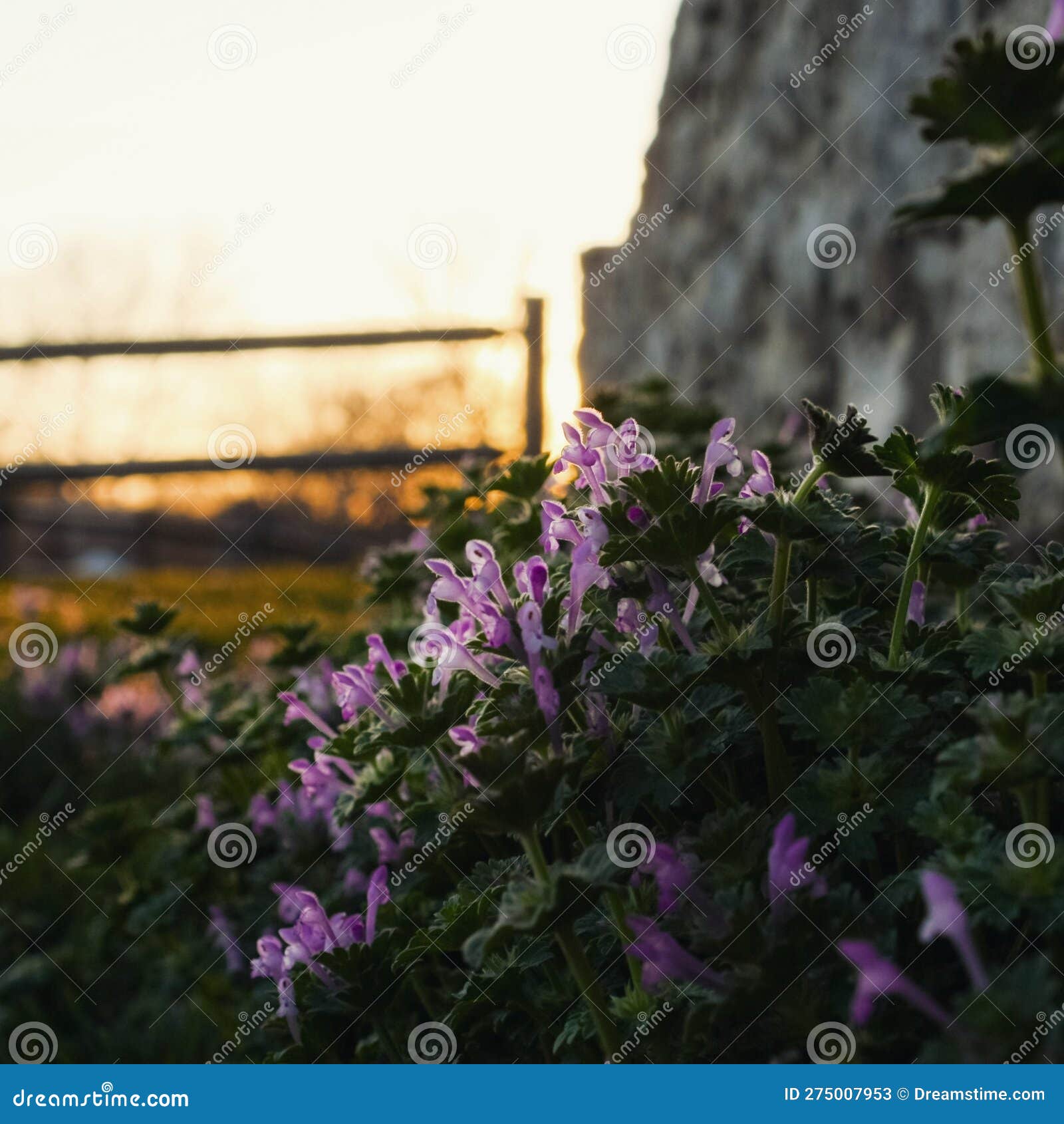 Flowers on sunny evening stock image. Image of green - 275007953