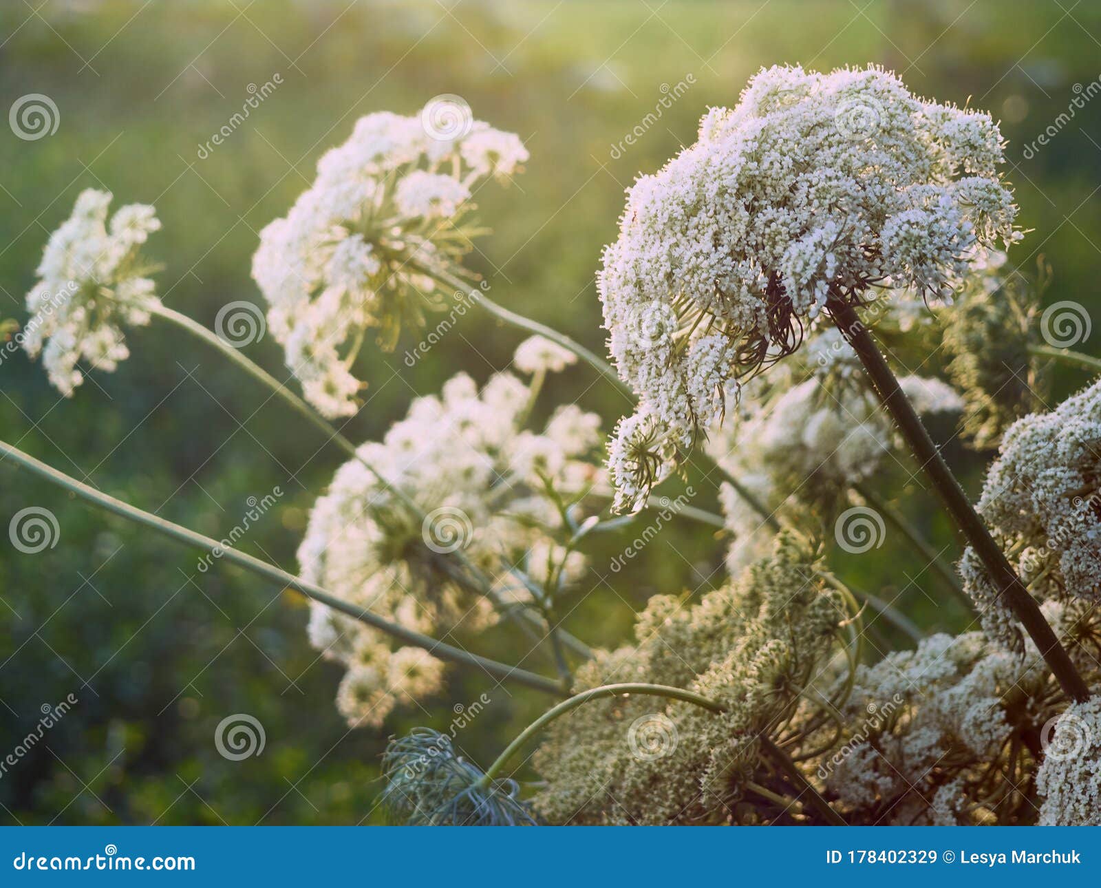 Flowers in warm sunshine. stock image. Image of bouquet - 178402329