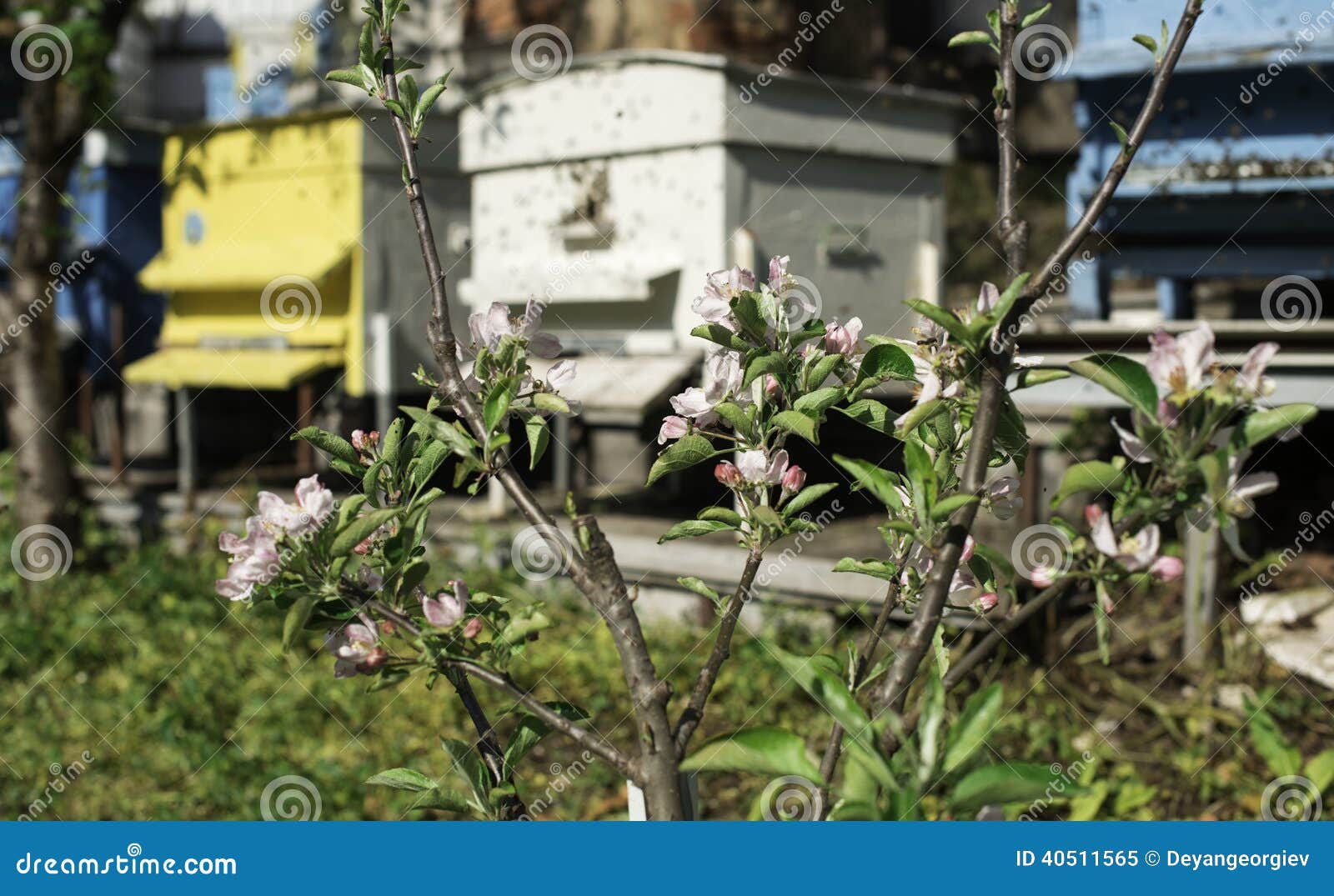 Flowers and swarm of bees stock image. Image of natural - 40511565