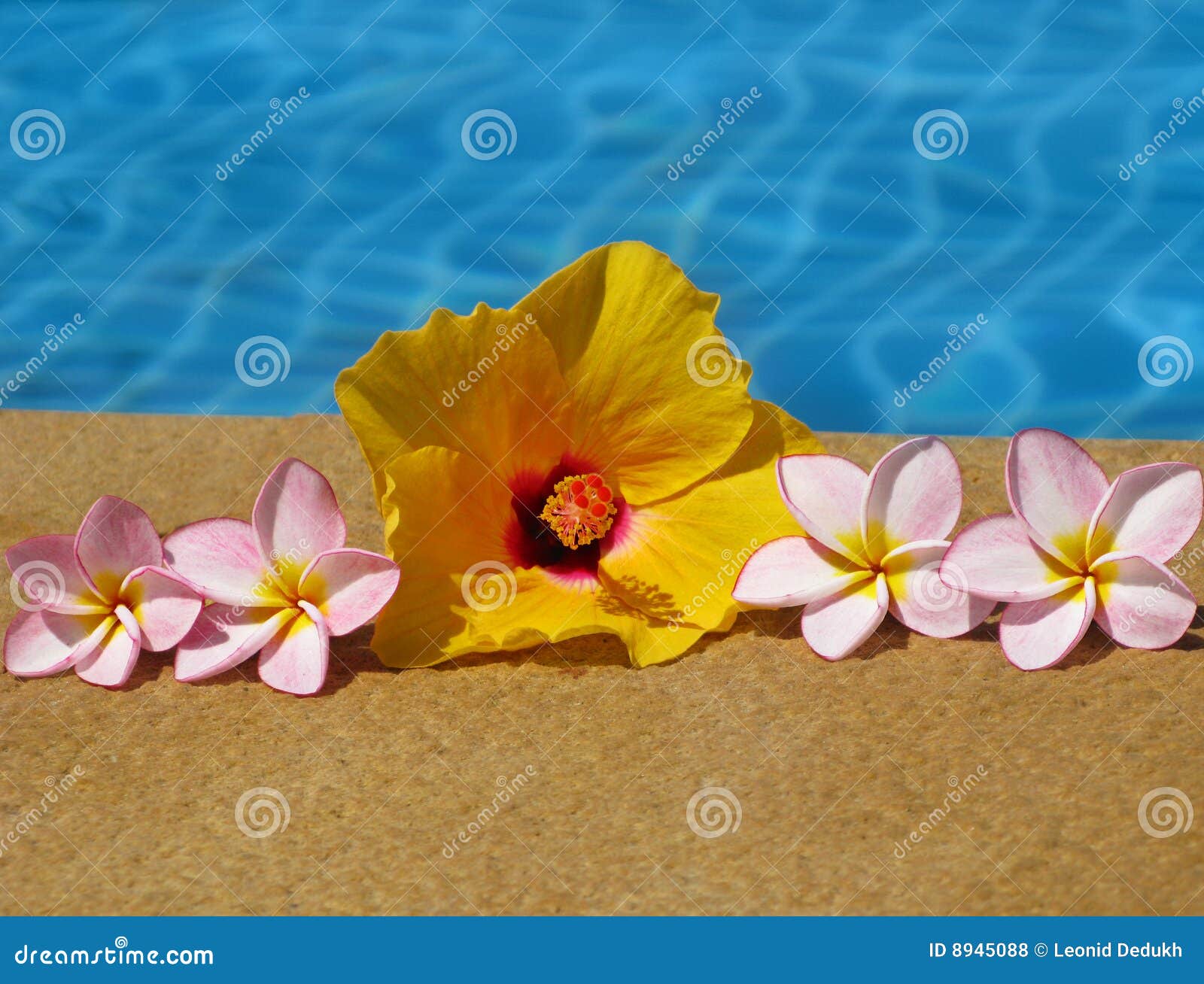 Flowers and swimming pool stock photo. Image of exotic - 8945088