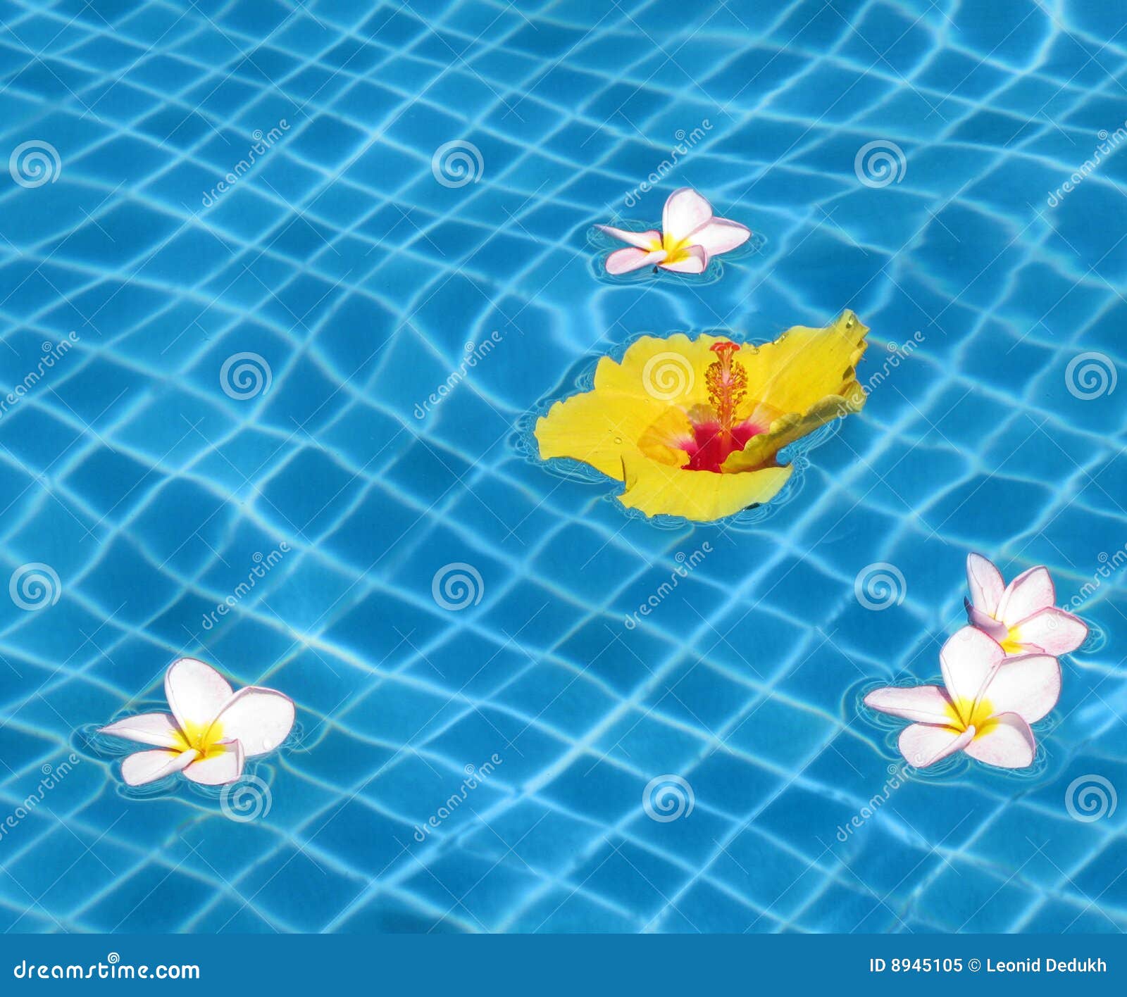 Flowers in the Swimming Pool Stock Image - Image of water, beautiful ...