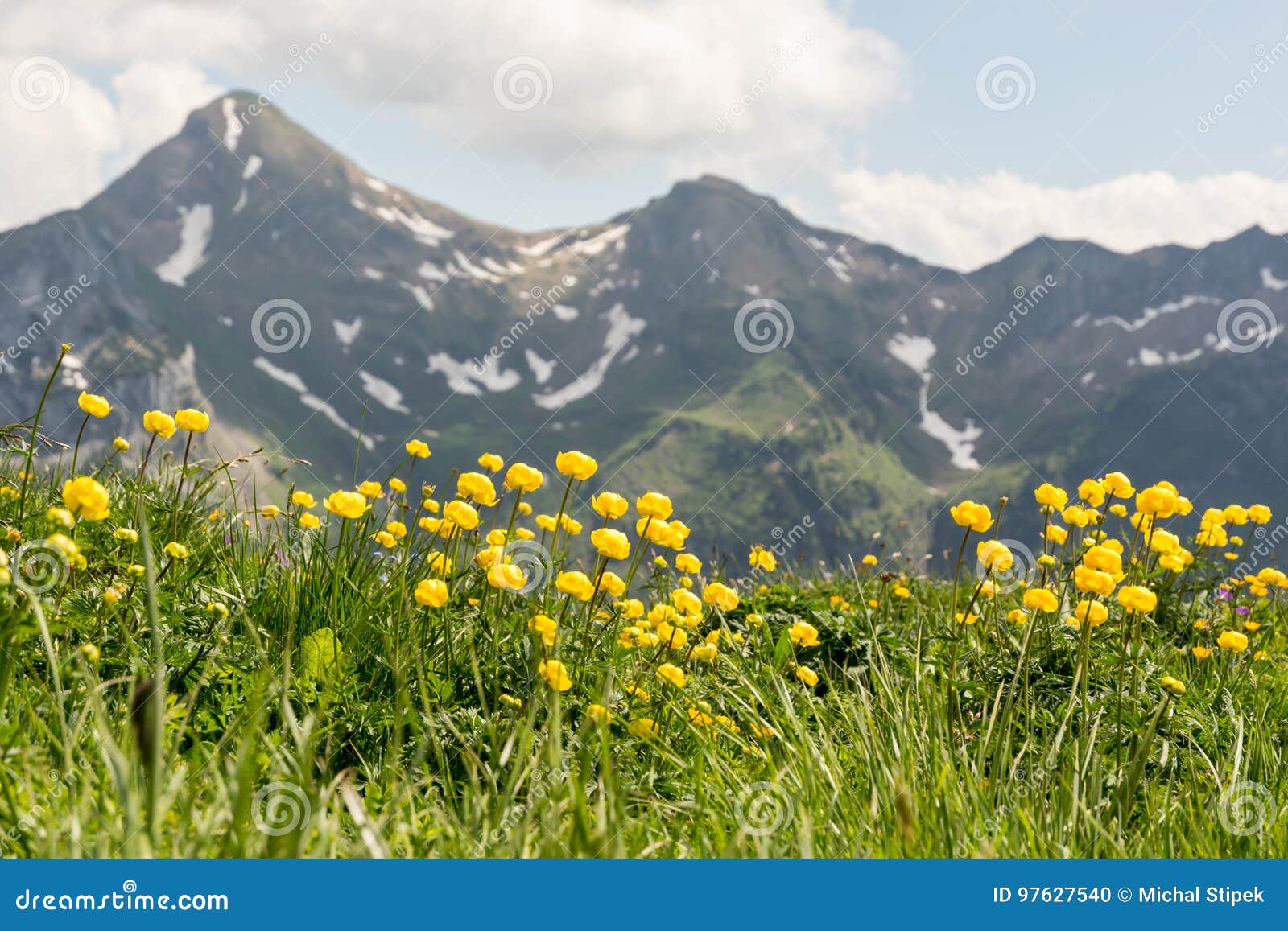 Flowers in Swiss Alps stock photo. Image of hiking, swiss - 97627540