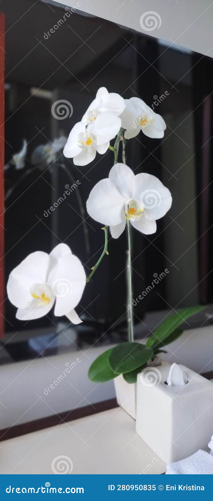 Flowers Symbolize Humility Amd Protect the Purity of the Heart Given ...