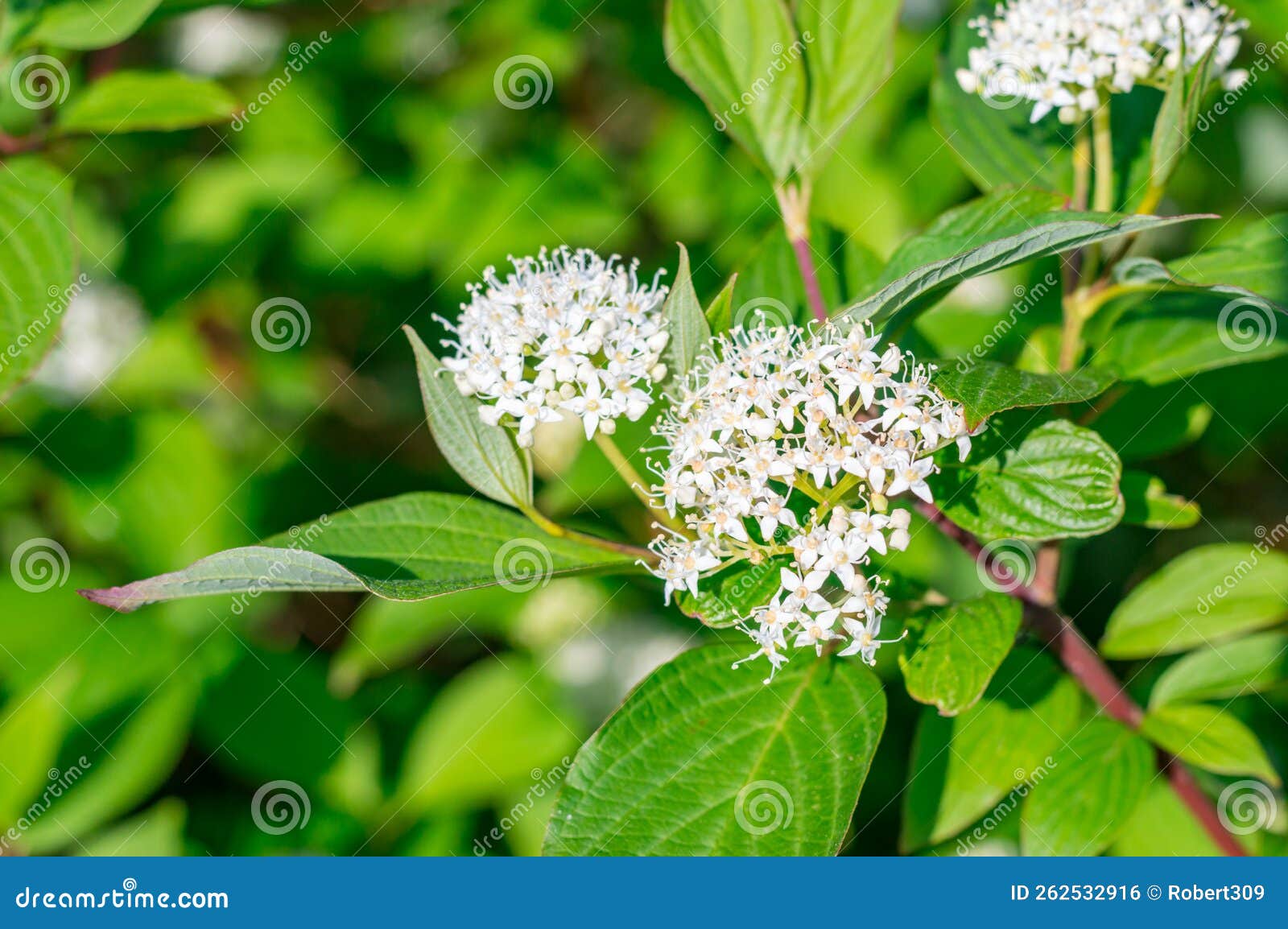 Flowers of Symphoricarpos Albus Common Snowberry in Spring Time Stock ...