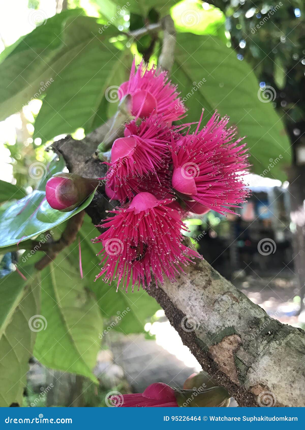 Flowers of Syzygium. stock photo. Image of biology, botany - 95226464