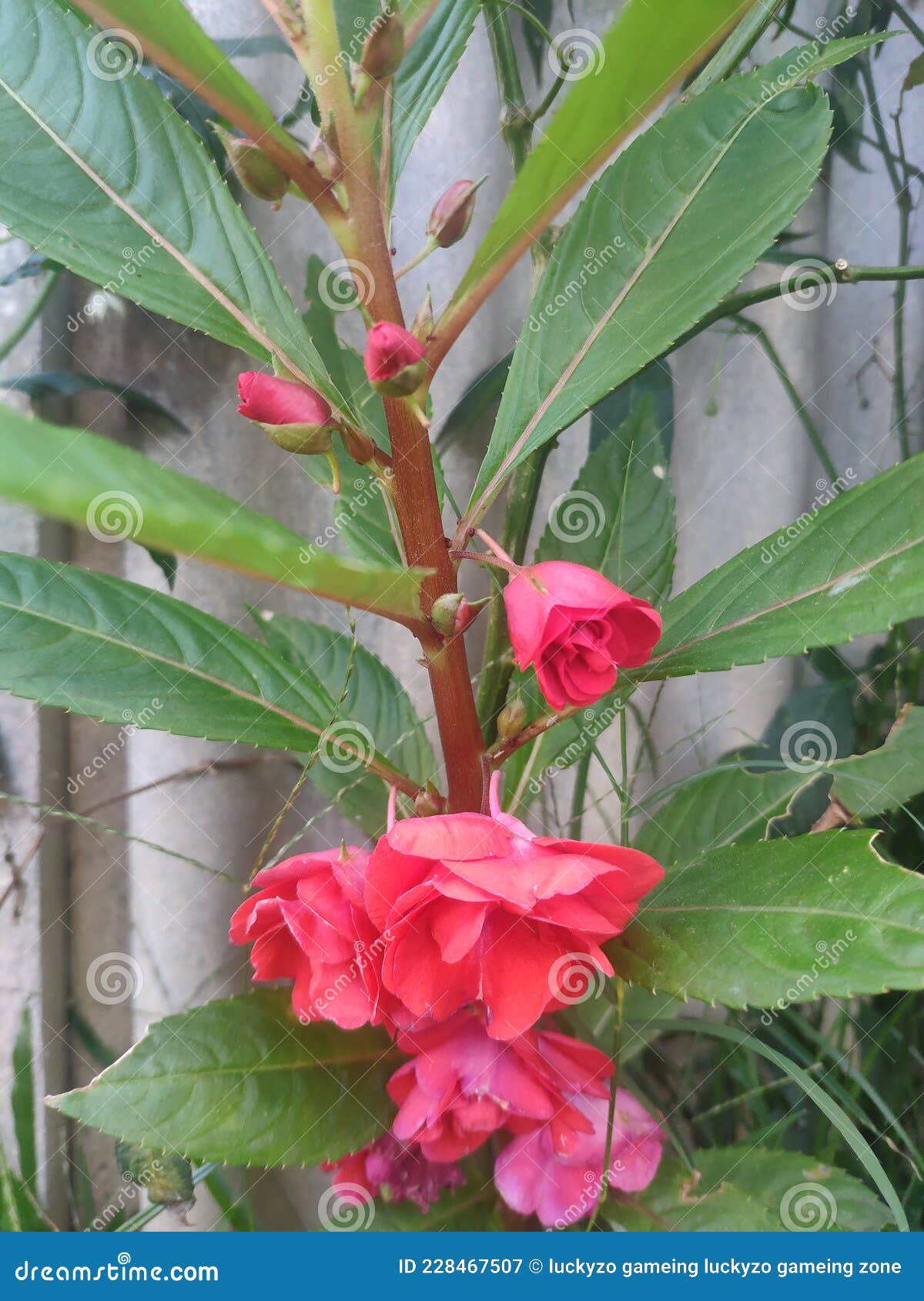 Flowers by Take Phone Mi8 Ai Camera Stock Image - Image of natural ...