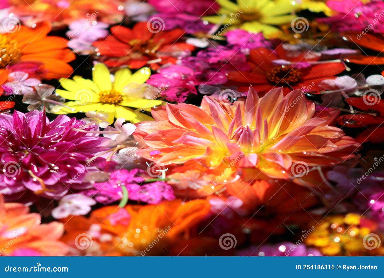Flowers Taking a Bath in a Pot Stock Photo - Image of yellow, vari ...