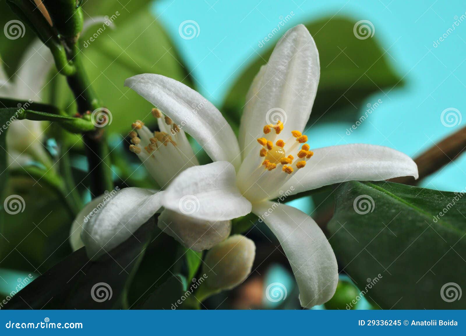 Flowers of tangerine stock image. Image of room, tangerine - 29336245