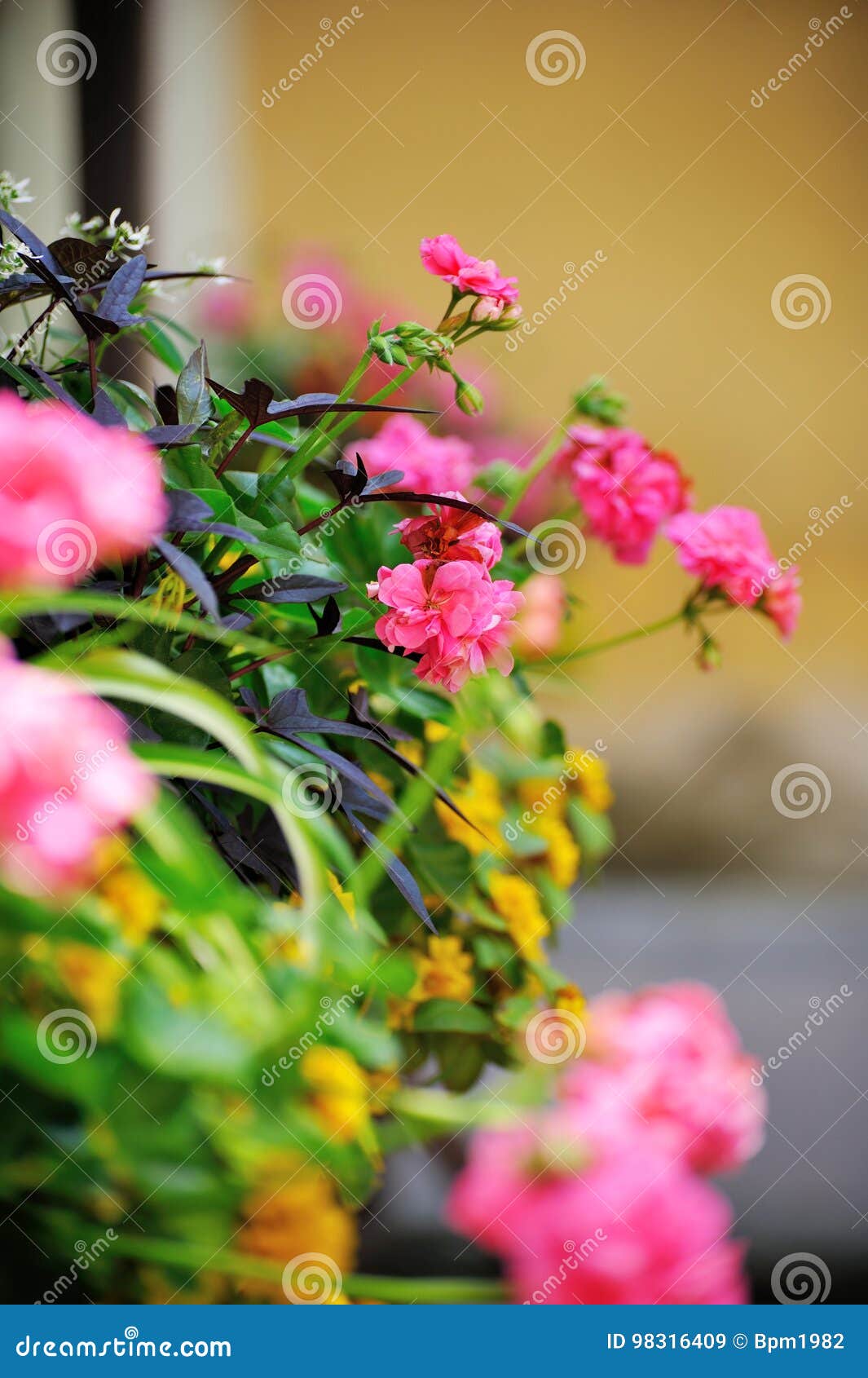 Flowers on the terrace stock image. Image of decoration - 98316409