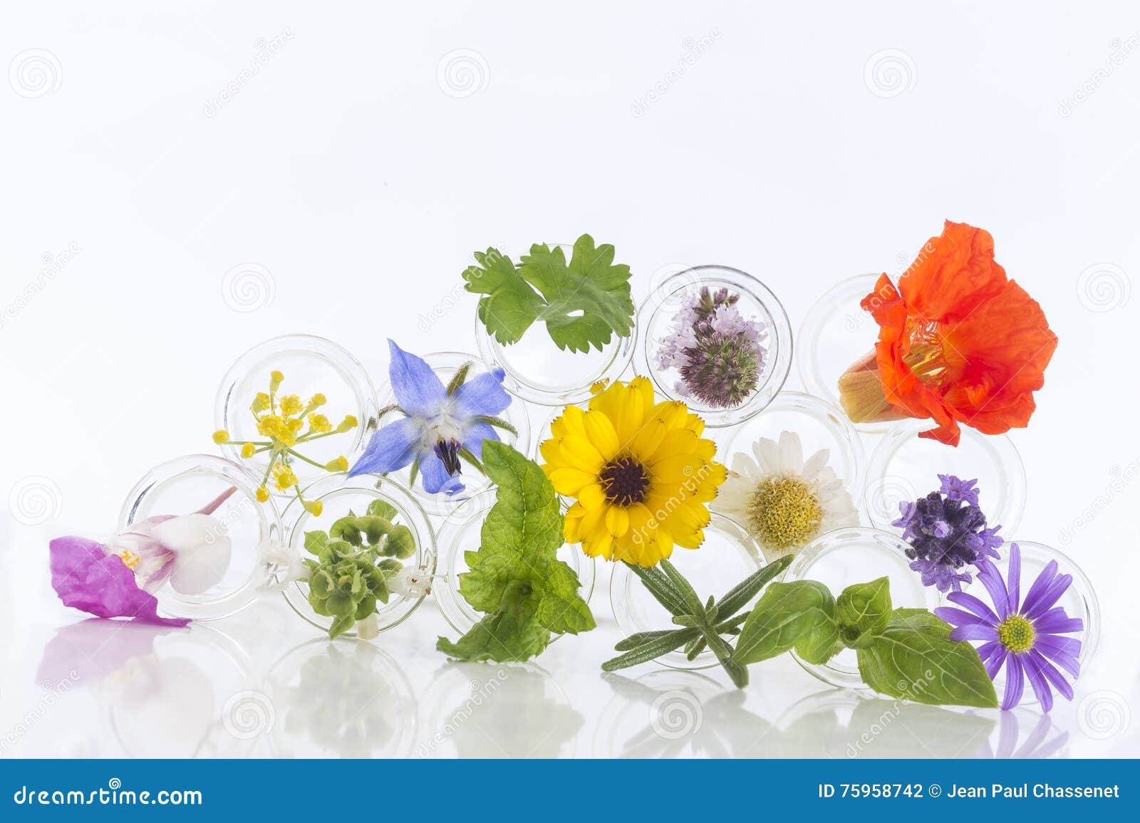 Flowers in Test-tubes Isolated on White Stock Photo - Image of organic ...