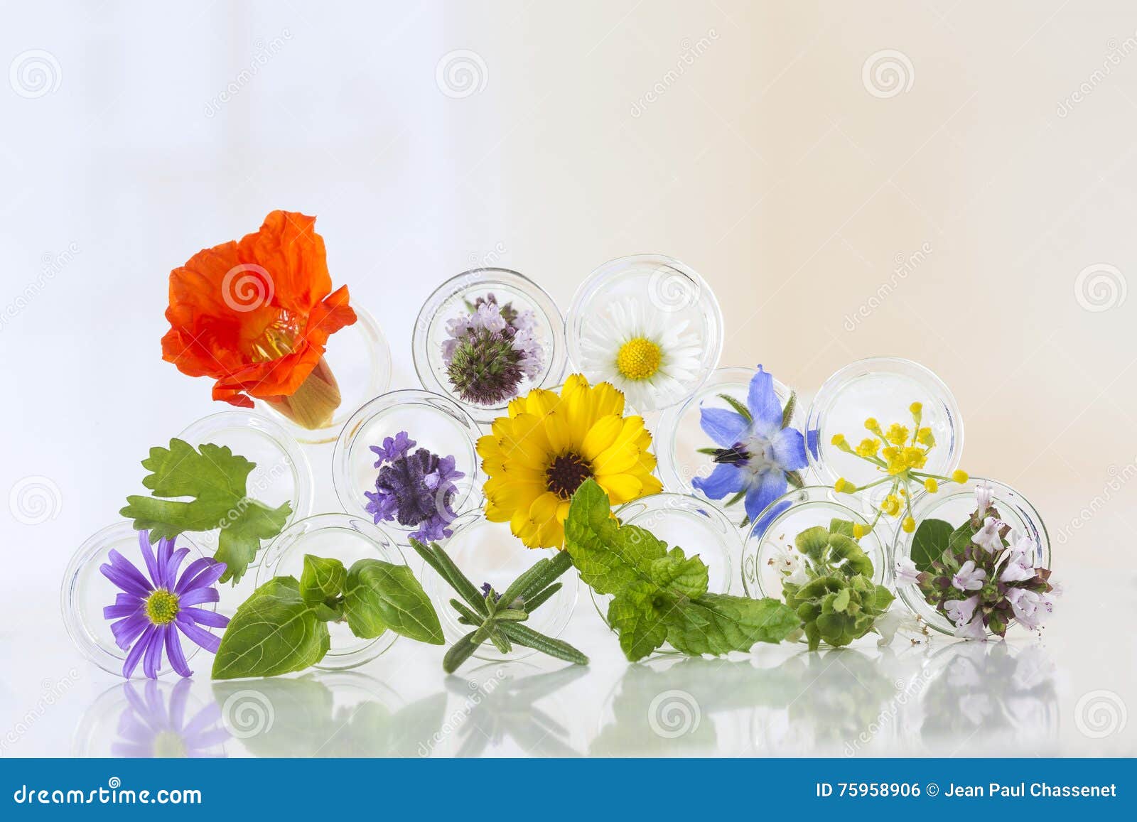 Flowers in Test-tubes Isolated on White Stock Photo - Image of lavender ...