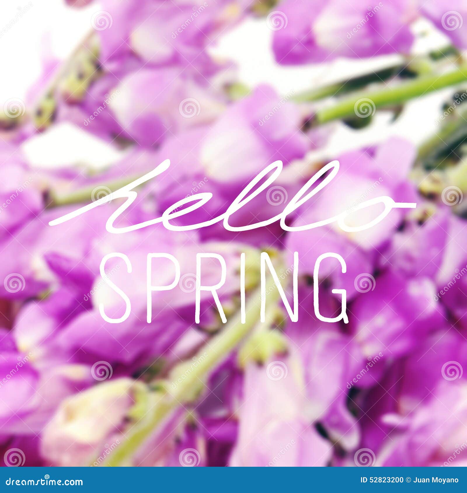 Flowers and the Text Hello Spring Stock Photo - Image of purple, blur ...