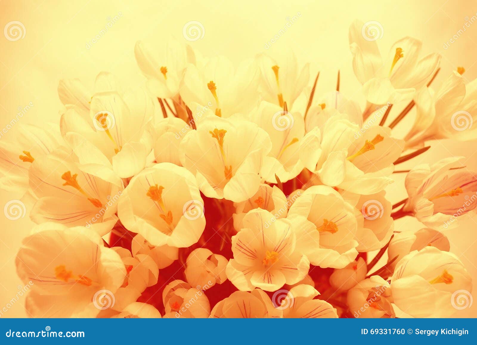 Flowers texture stock photo. Image of holiday, elegance - 69331760