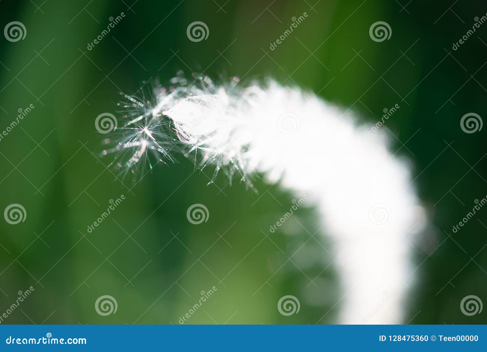 Flowers of Thatch Grass with the Blurred Background Stock Photo - Image ...