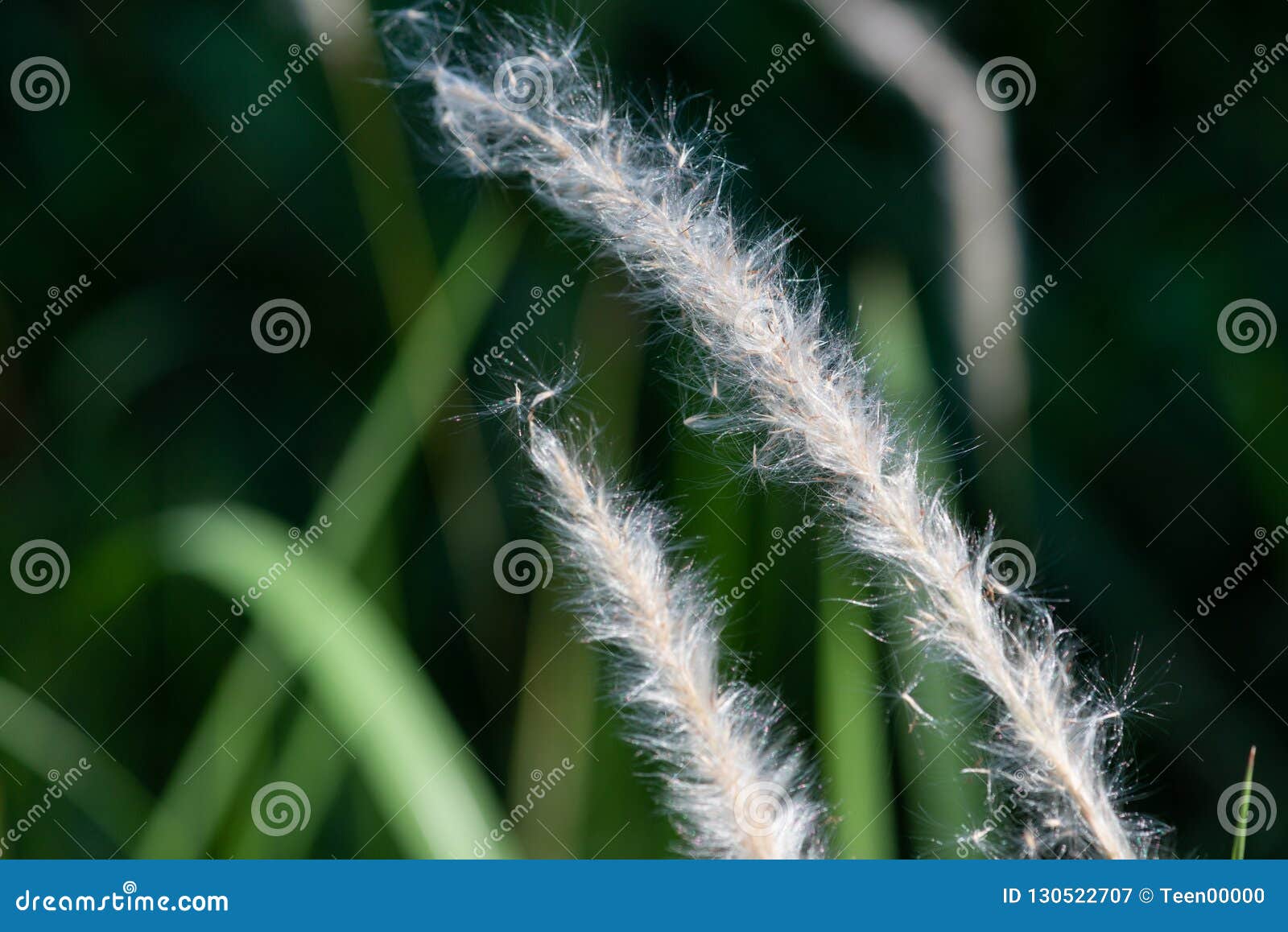 Flowers of Thatch Grass with the Blurred Background Stock Image - Image ...