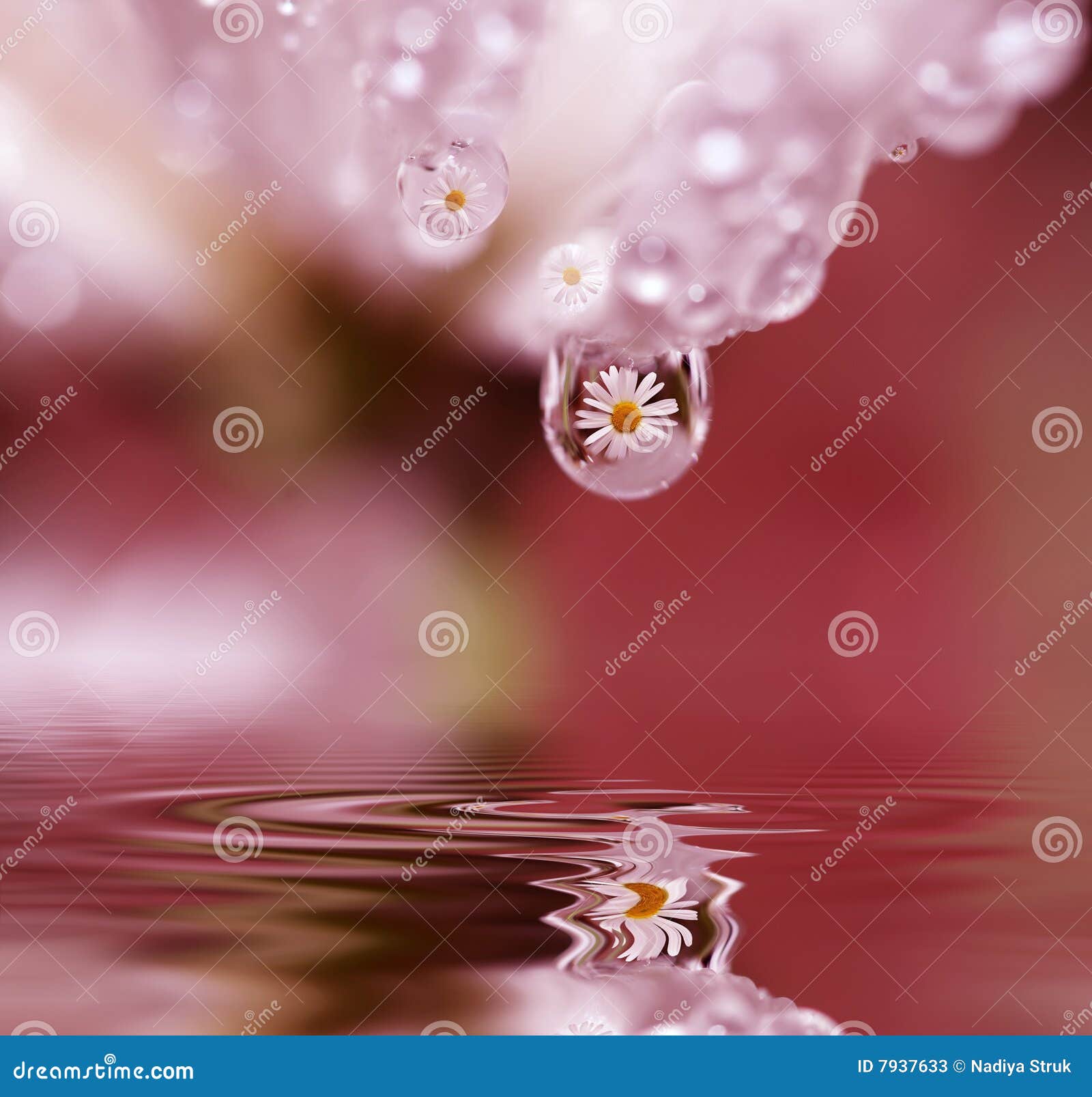 Flowers and Their Reflections Stock Image - Image of flower, copy: 7937633