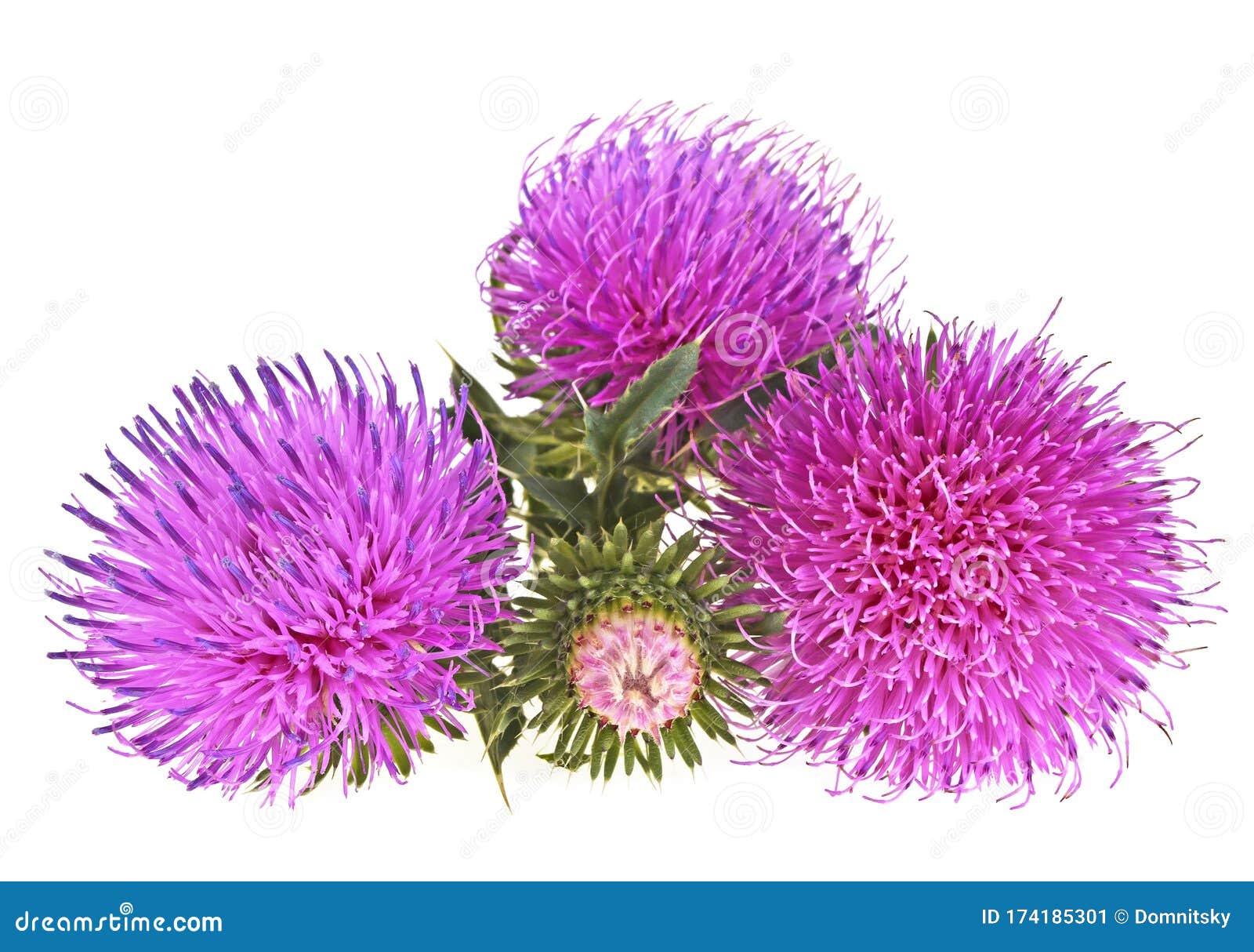 Flowers Thistle Isolated on White Background Stock Image - Image of ...