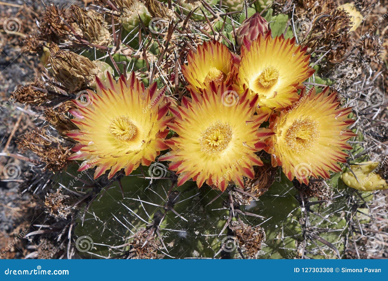 Yellow and Red Flowers of Ferocactus Stock Photo - Image of ferocactus ...