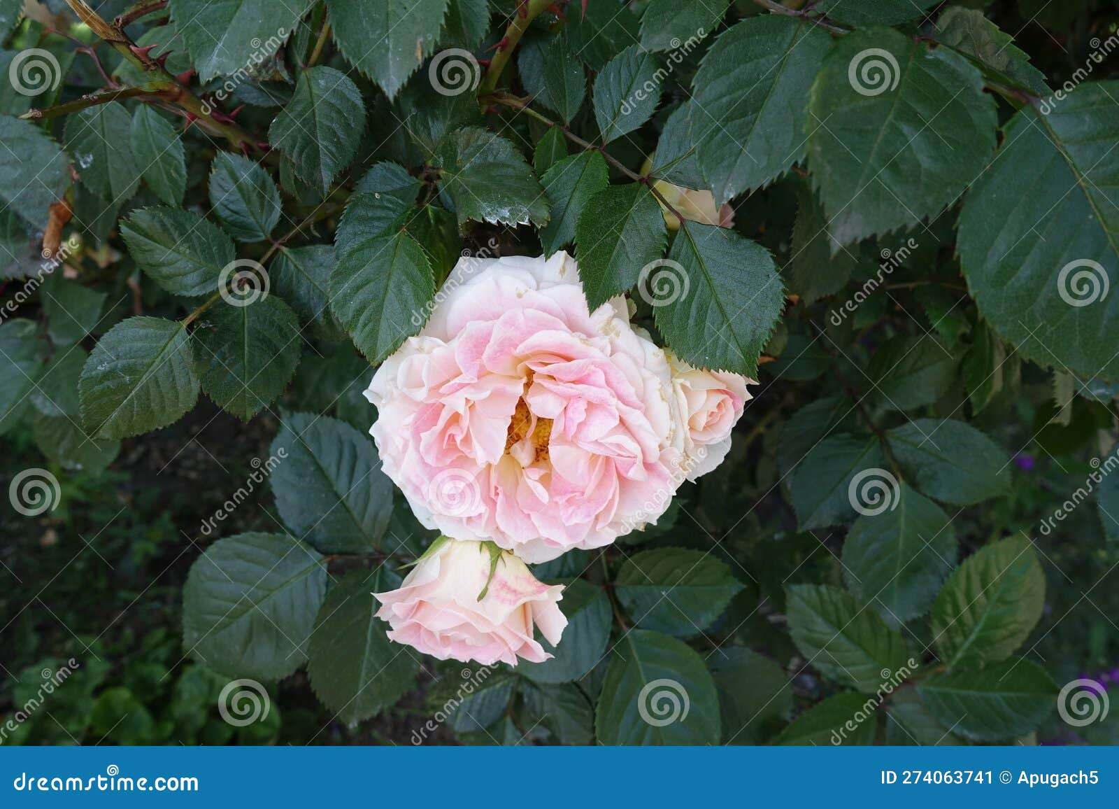 Flowers of 3 Pink Roses in the Leafage in June Stock Image - Image of ...