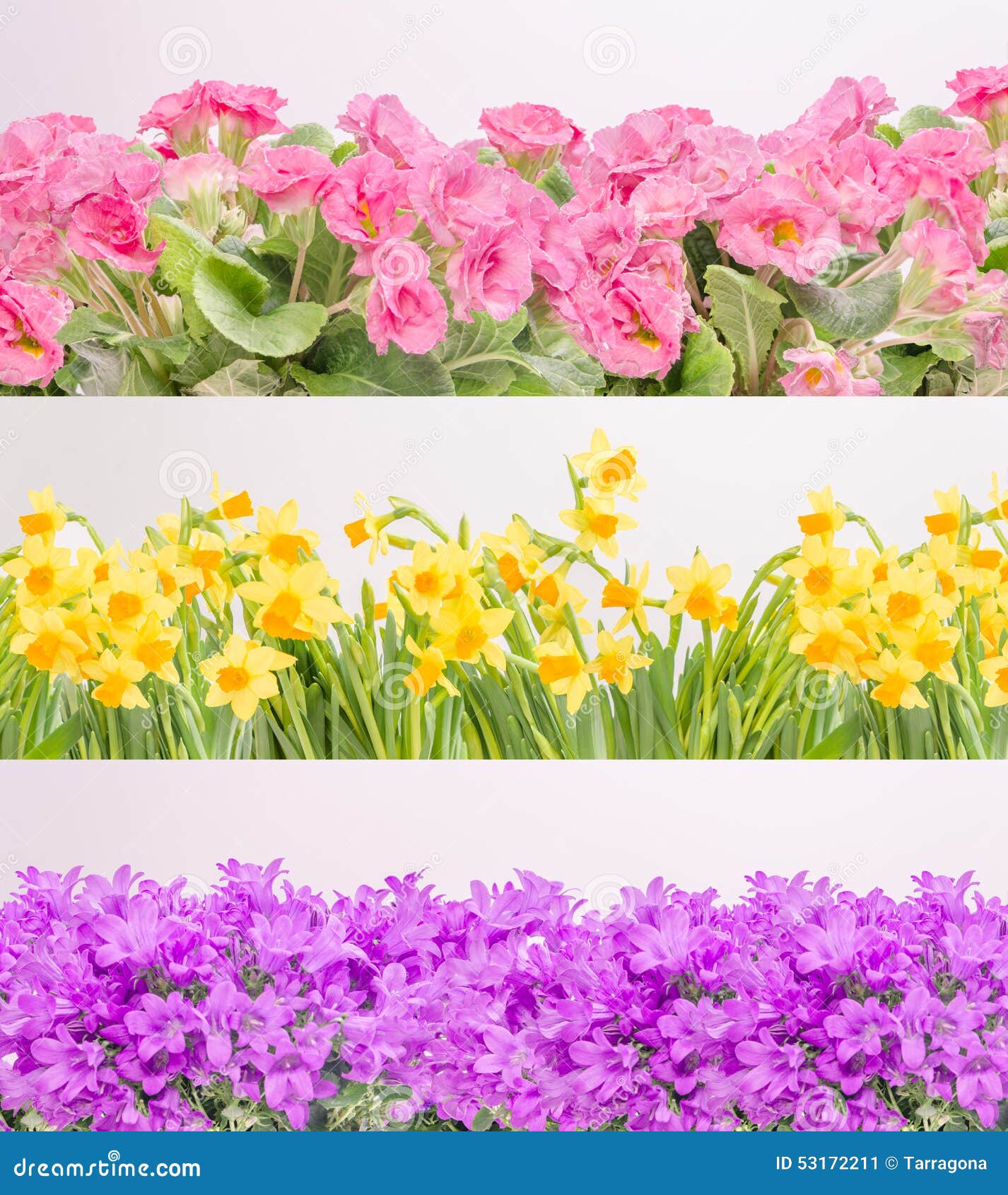 Flowers stock illustration. Illustration of blossom, easter - 53172211