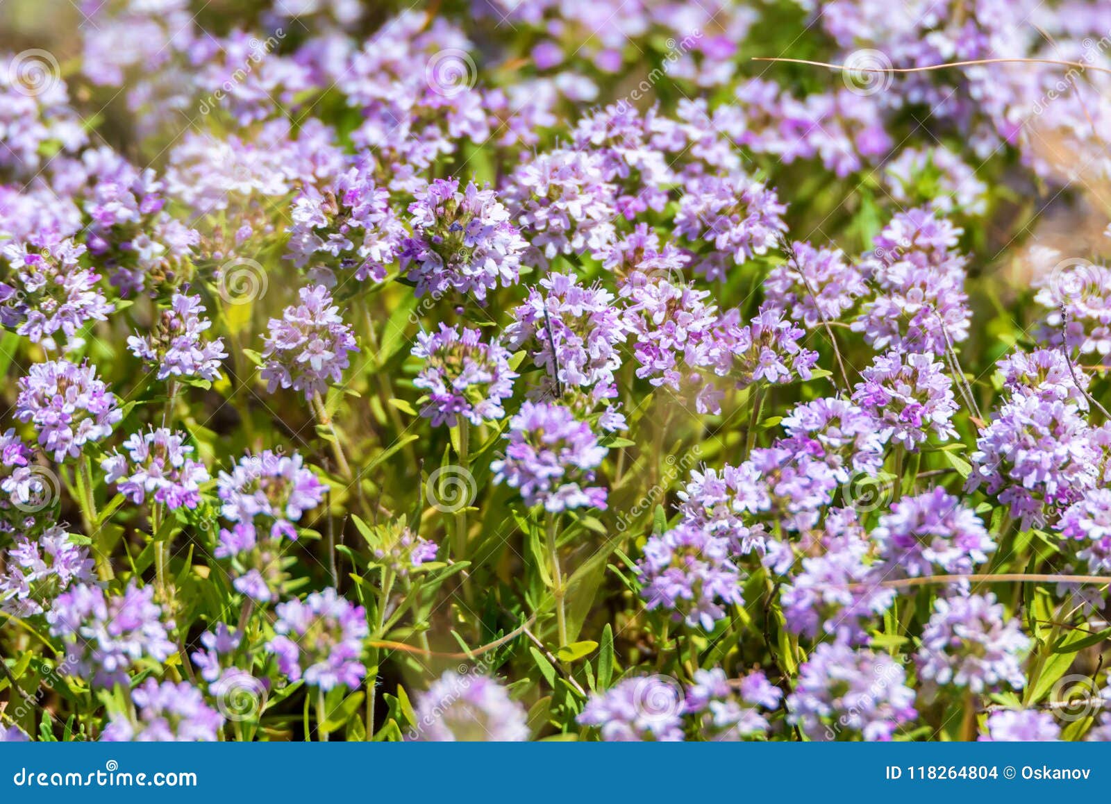 Flowers of Thyme or Thymus Close Stock Photo - Image of leaf, colorful ...