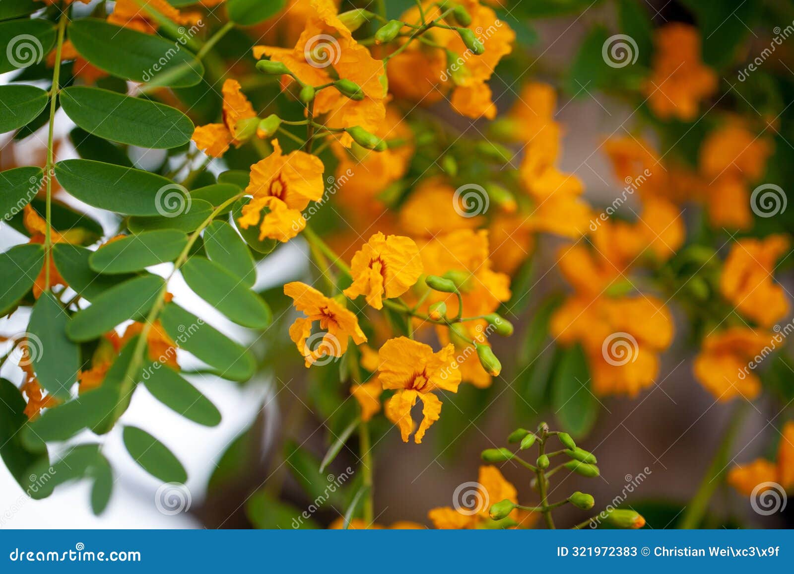Flowers of a Tipa Tree, Tipuana Tipu Stock Image - Image of green ...
