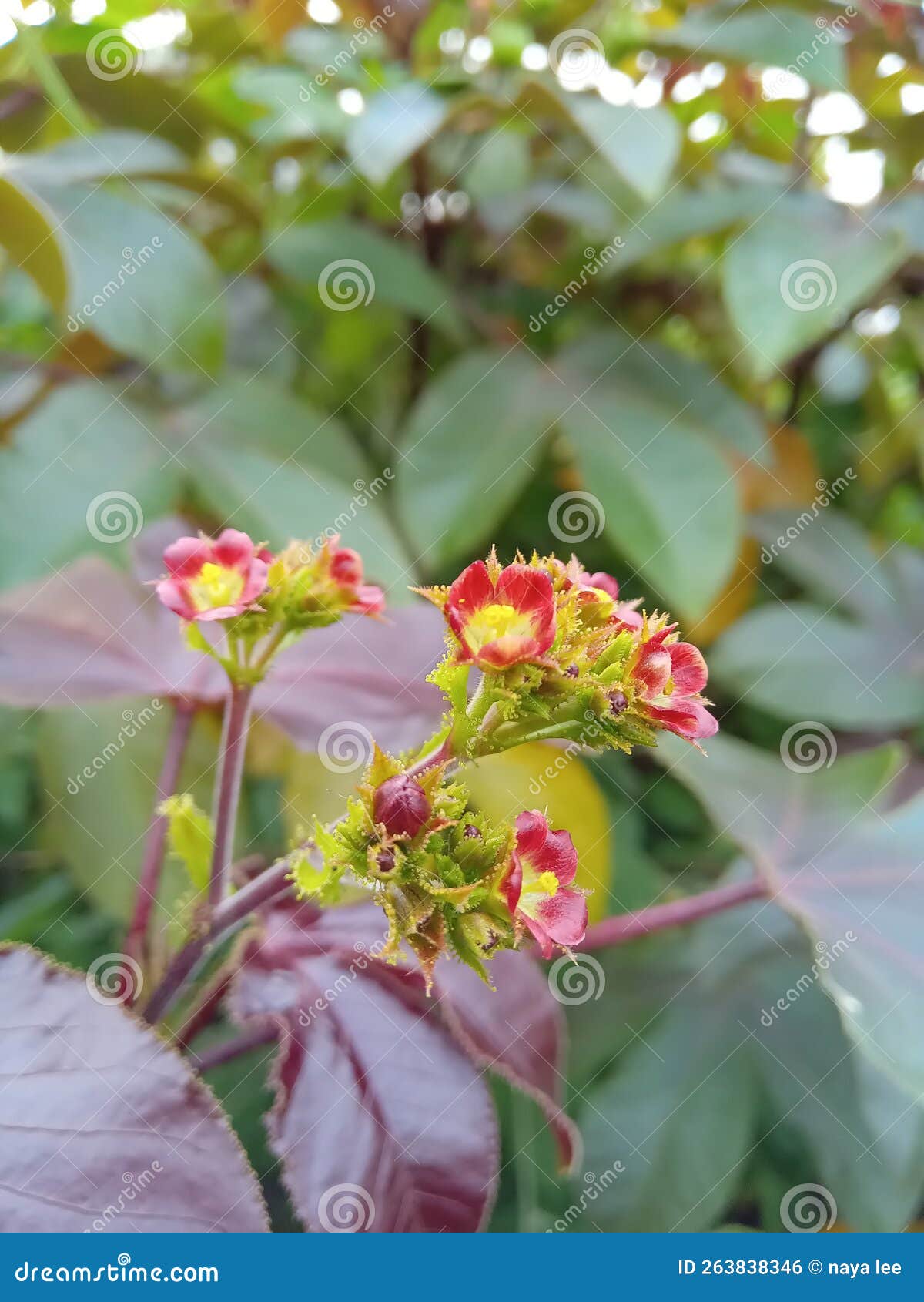 Flowers for today stock photo. Image of tree, food, beautiful - 263838346
