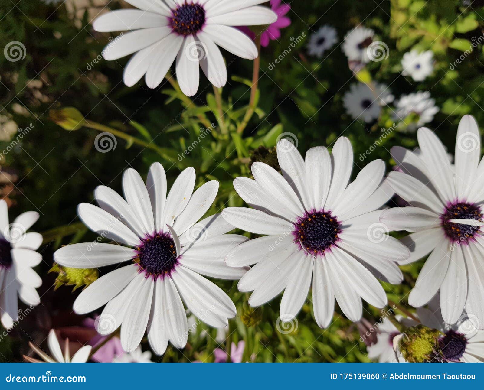 Trailing african daisy stock photo. Image of natural - 175139060