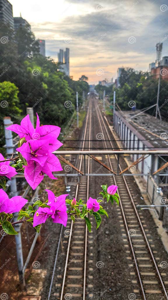Flowers on the Train Rail at the Station Stock Photo - Image of flower ...