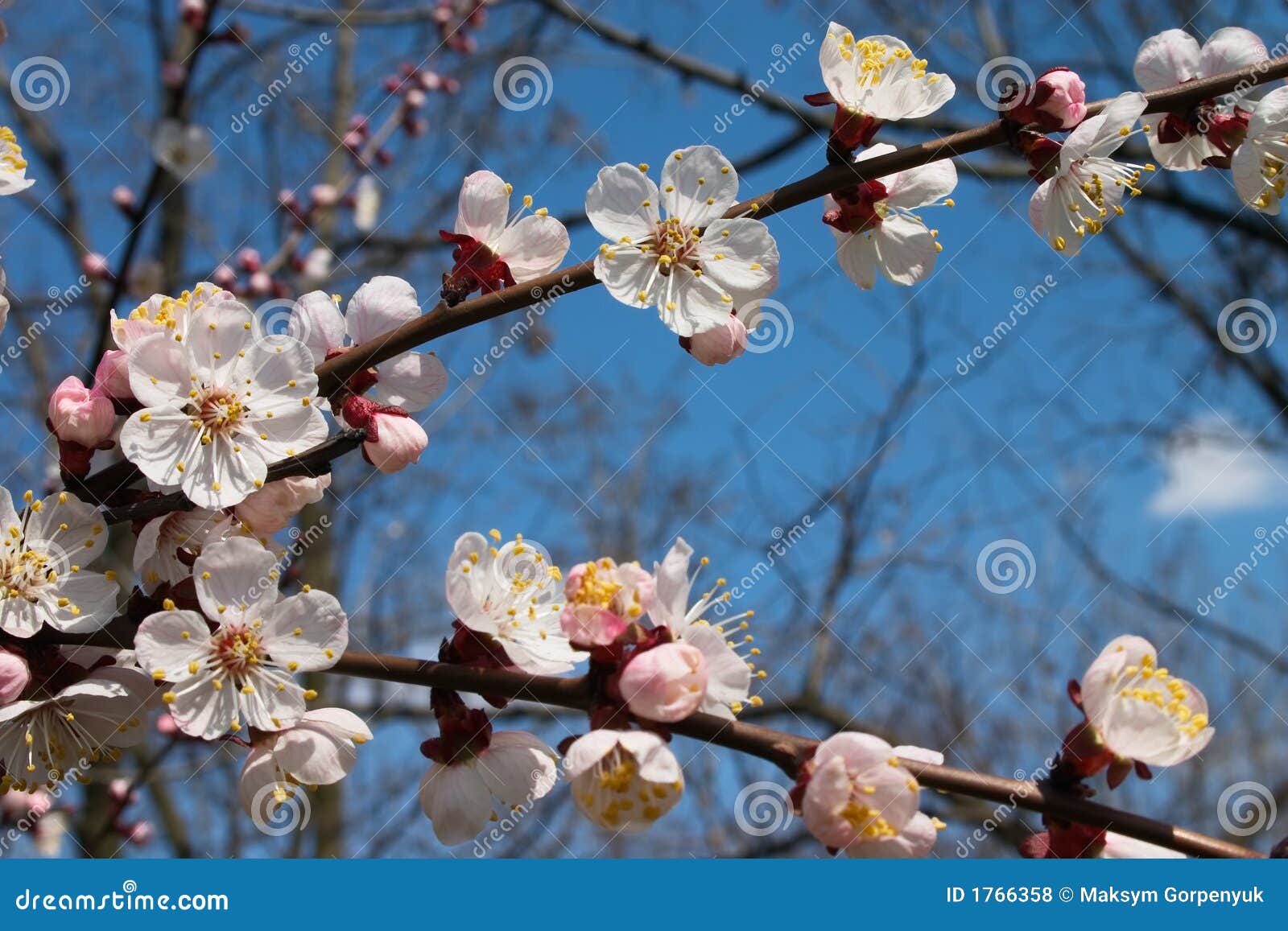 Flowers of tree stock photo. Image of blooming, flowering - 1766358