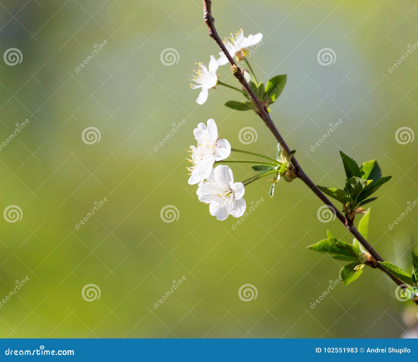 Flowers on a tree branch stock image. Image of petal - 102551983
