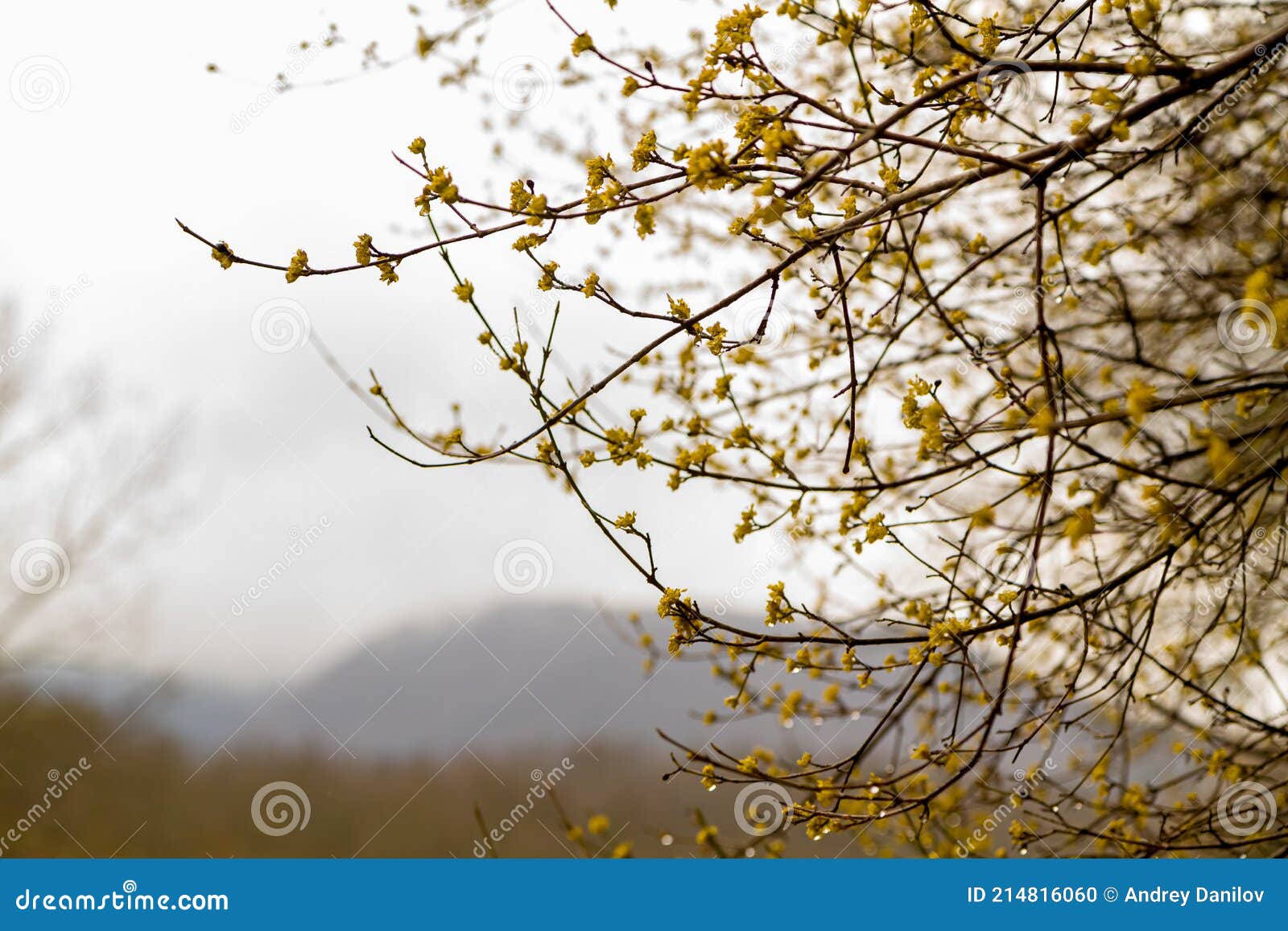 Flowers on a Tree Branch, Spring Blooms. Stock Photo - Image of leaf ...